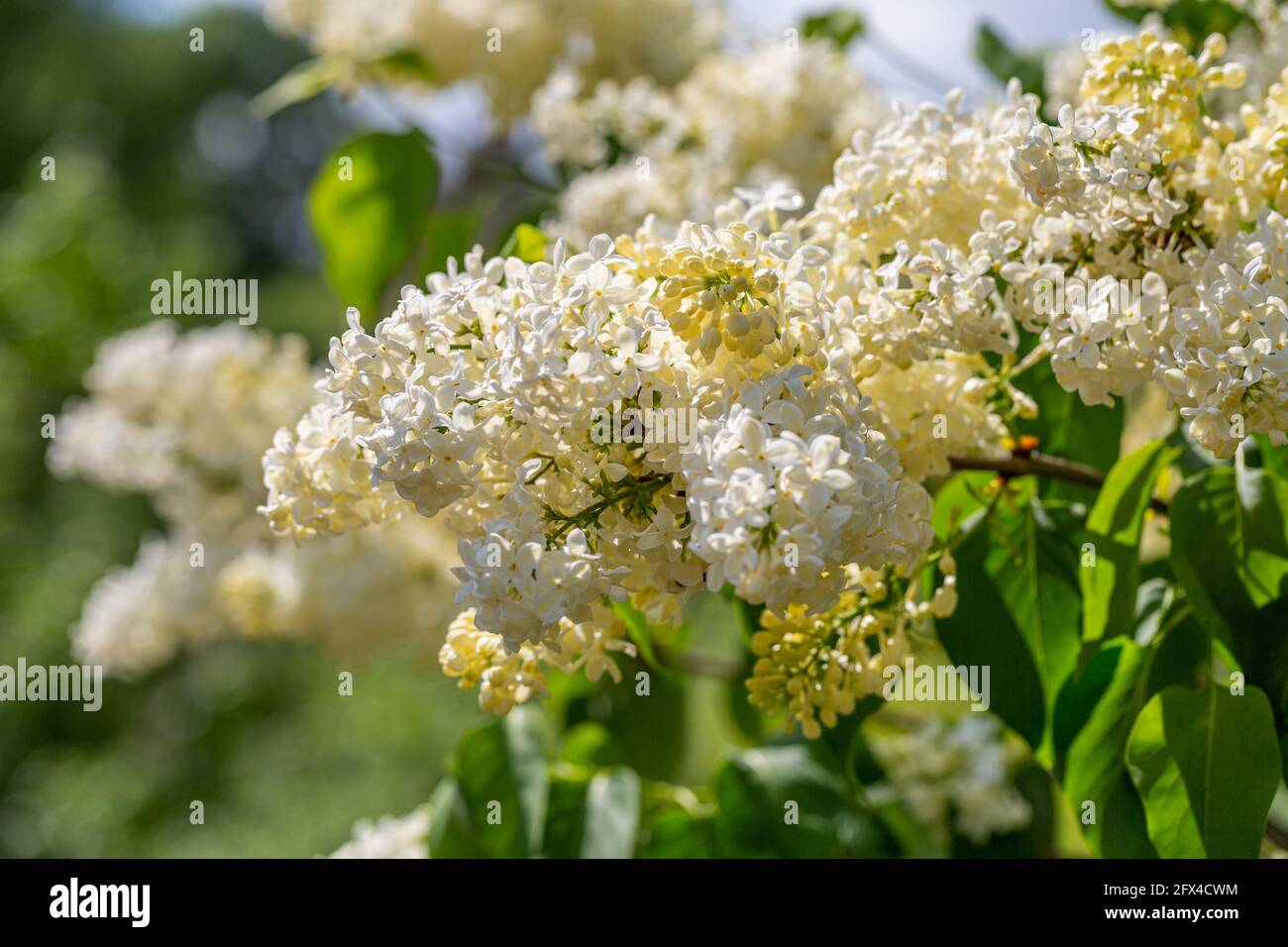 Syringa vulgaris ‘primrose’ hi-res stock photography and images - Alamy