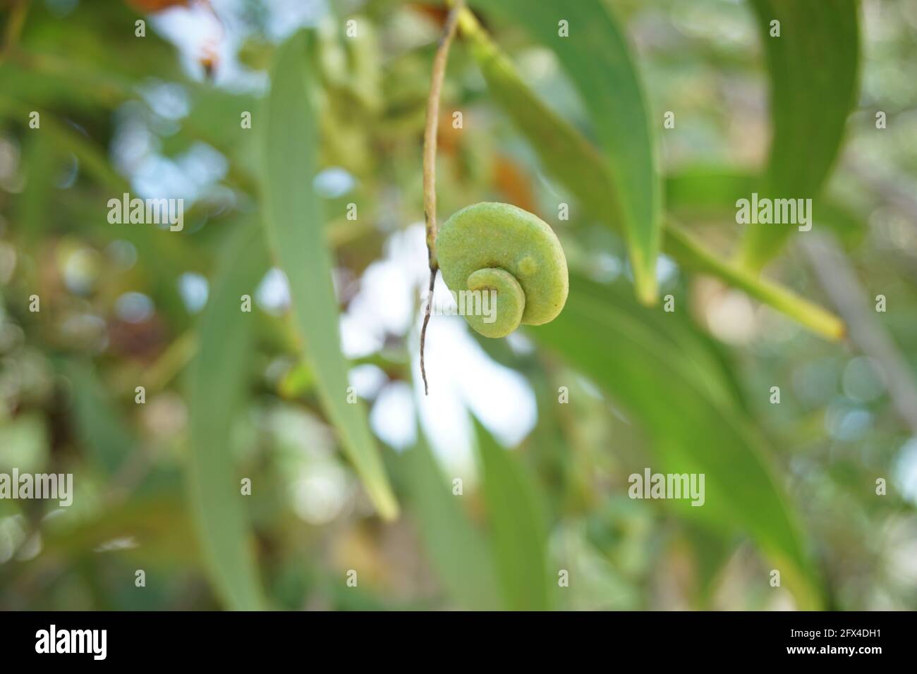 Acacia aneura (also called mulga, true mulga, akasia) with a natural ...