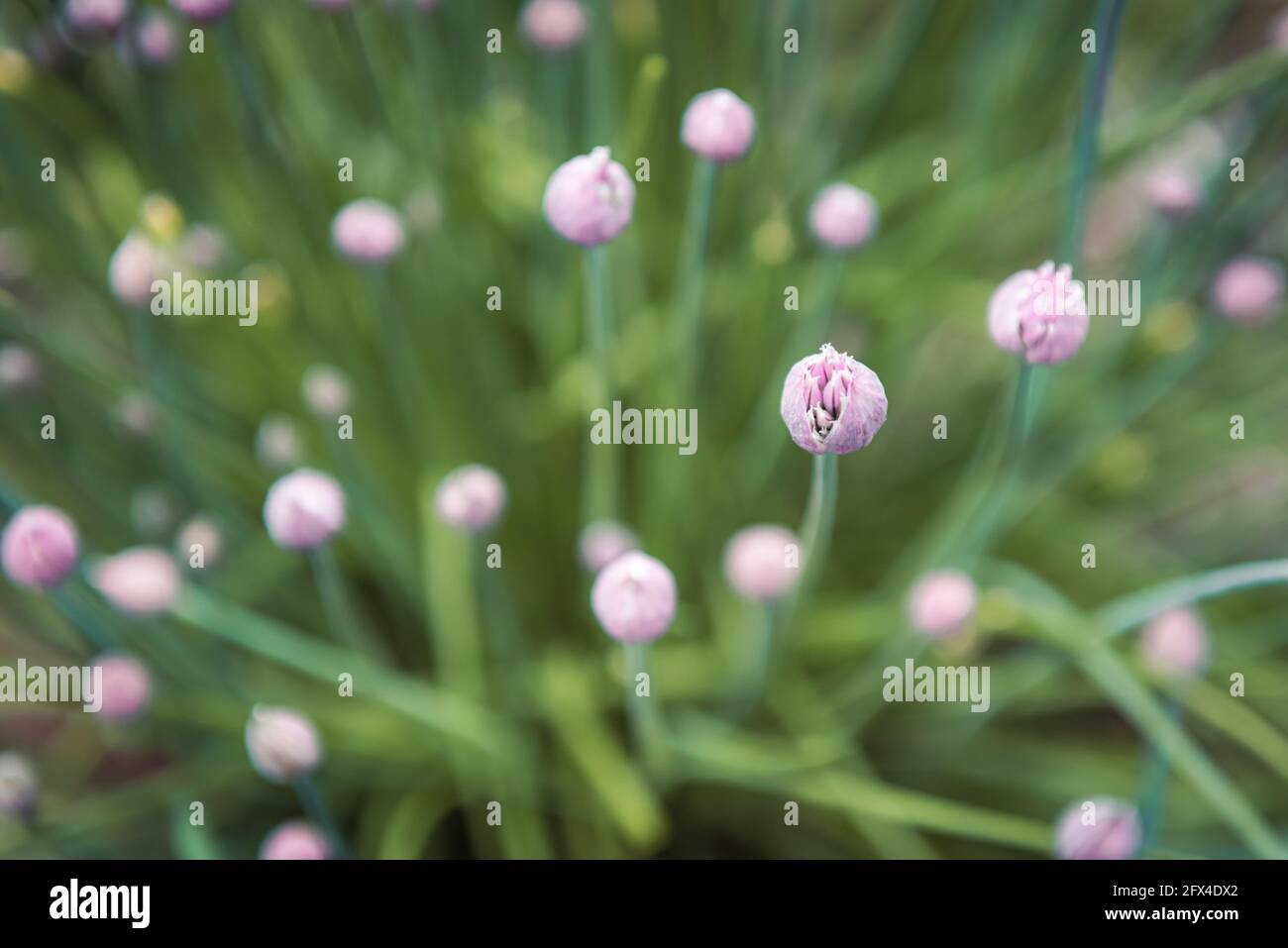 Backyard garden with blooming chives Stock Photo - Alamy
