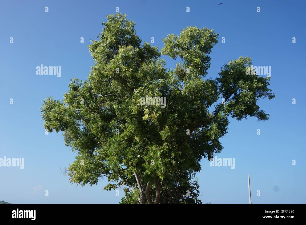 Acacia aneura (also called mulga, true mulga, akasia) with a natural ...