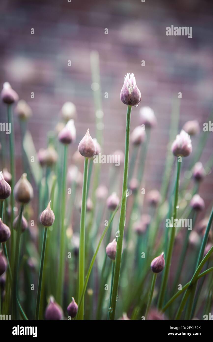 Backyard garden with blooming chives Stock Photo - Alamy