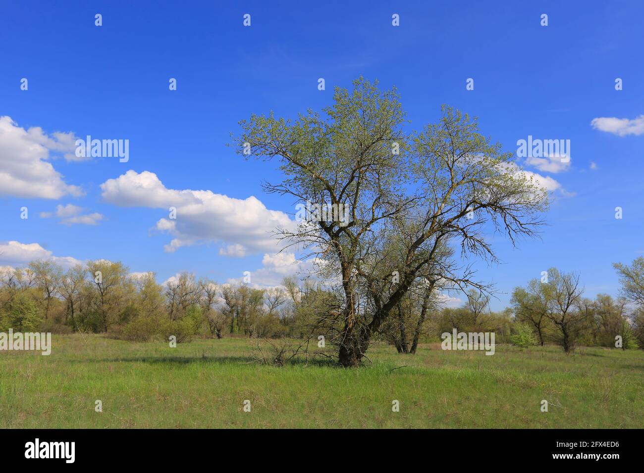 Spring landscape with tree on green meadow Stock Photo - Alamy