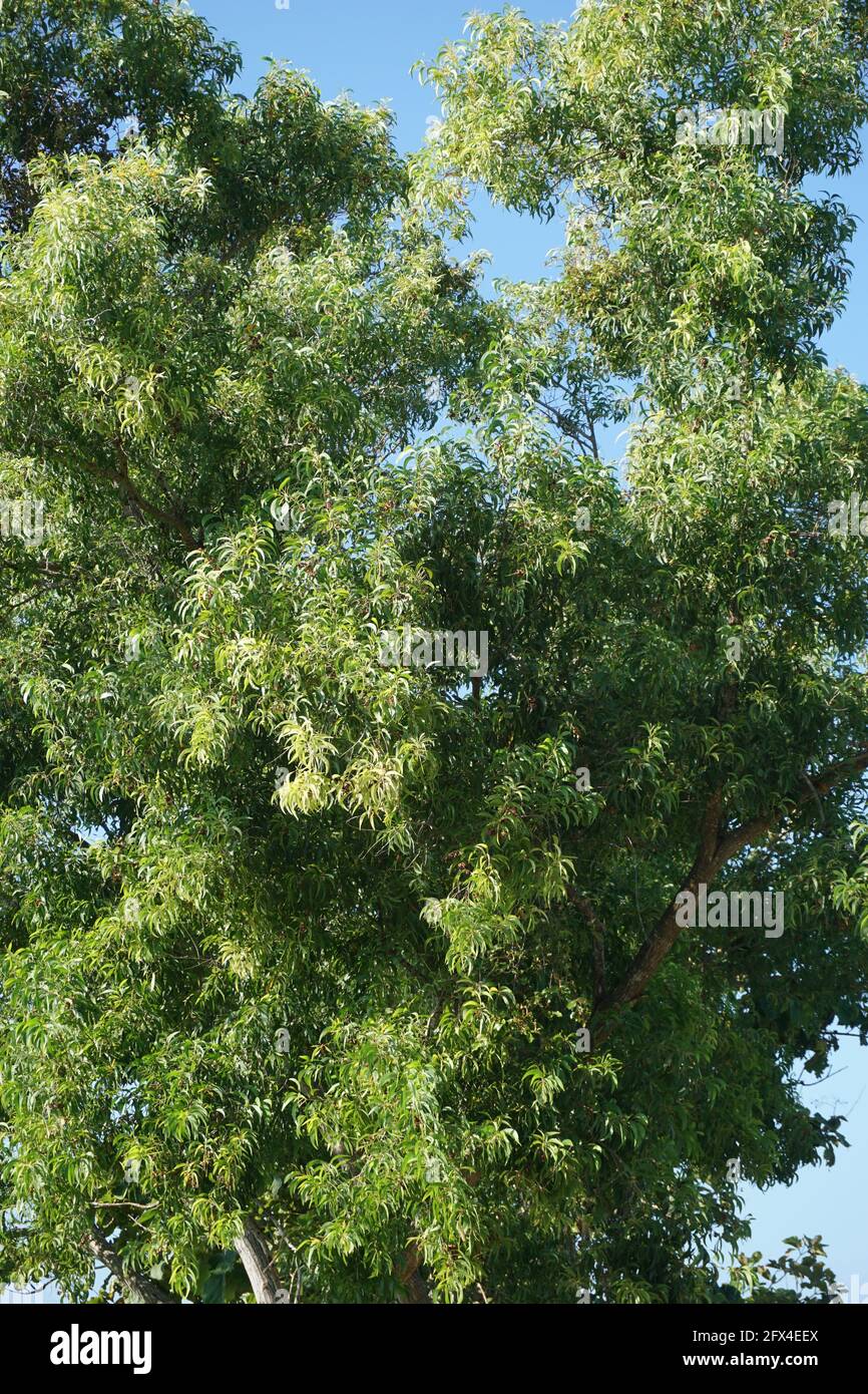 Acacia aneura (also called mulga, true mulga, akasia) with a natural ...