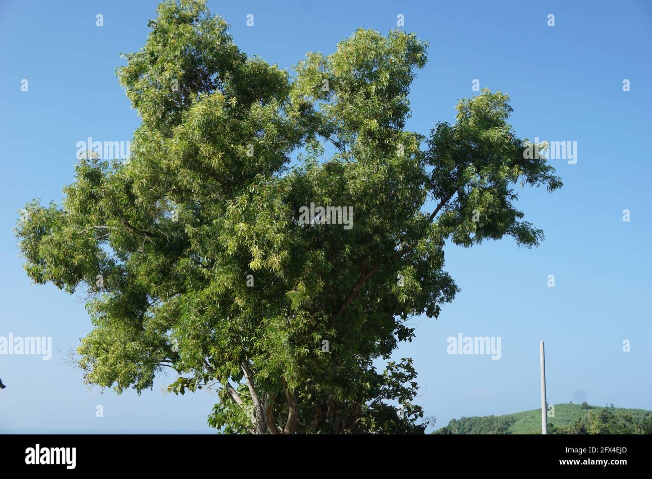 Acacia aneura (also called mulga, true mulga, akasia) with a natural ...