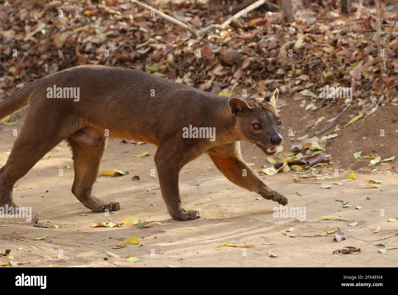 Fossa Tail