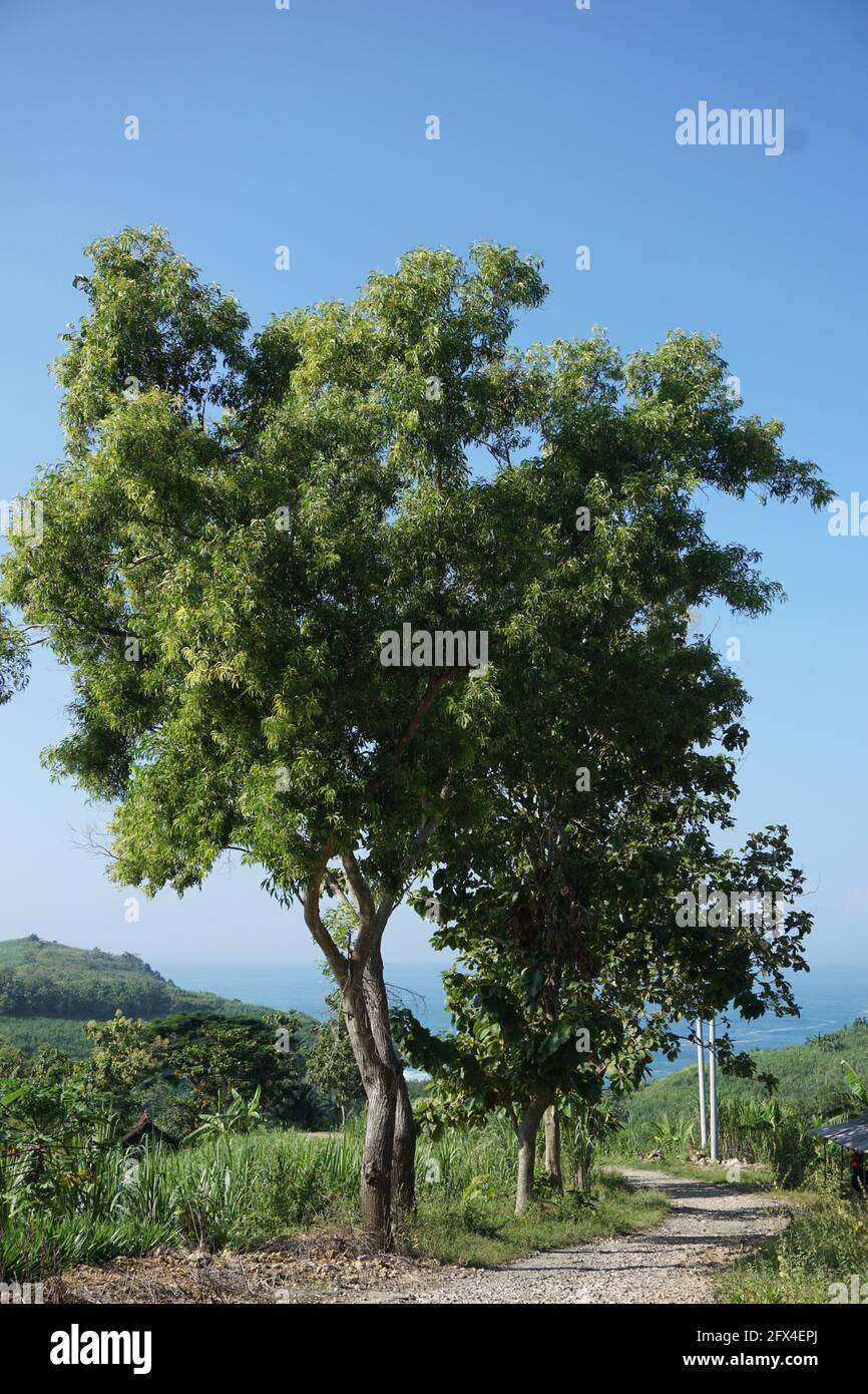 Acacia aneura (also called mulga, true mulga, akasia) with a natural ...