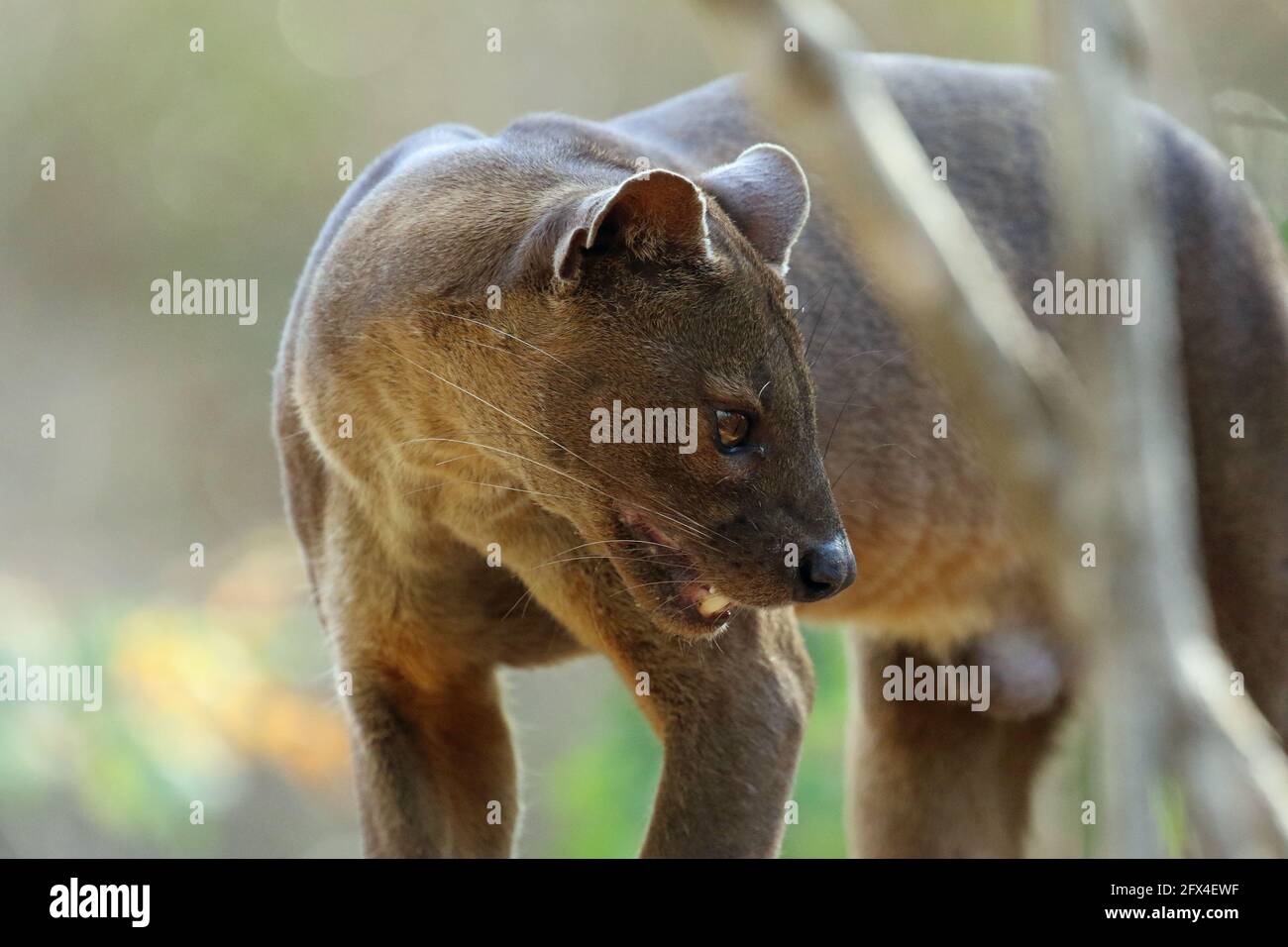Fossa mating hi-res stock photography and images - Alamy