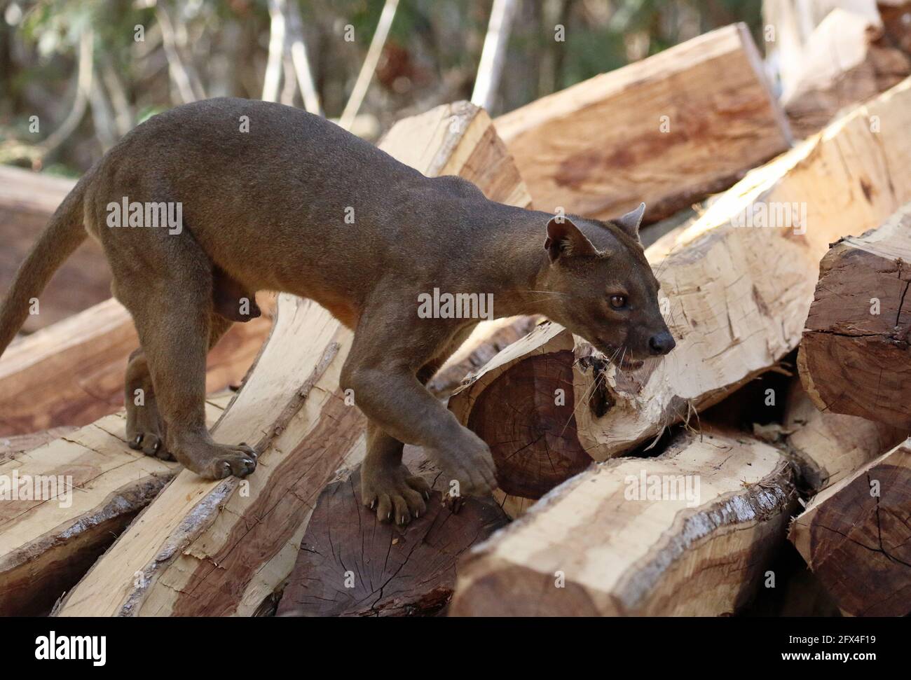 Fossa mating hi-res stock photography and images - Alamy