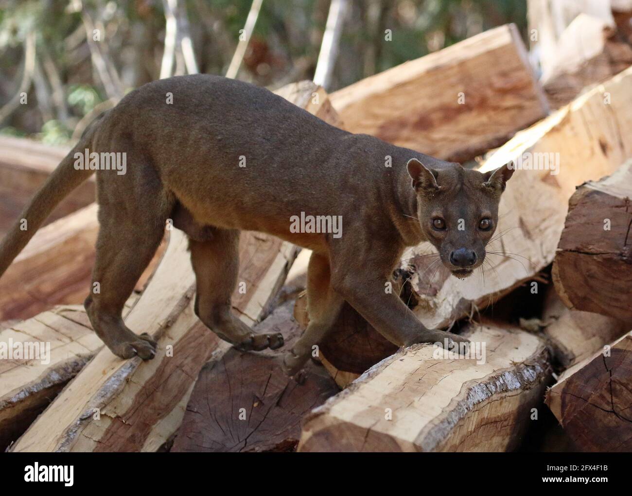 Wild fossa in Kirindy Forest, western Madagascar - full body view Stock ...