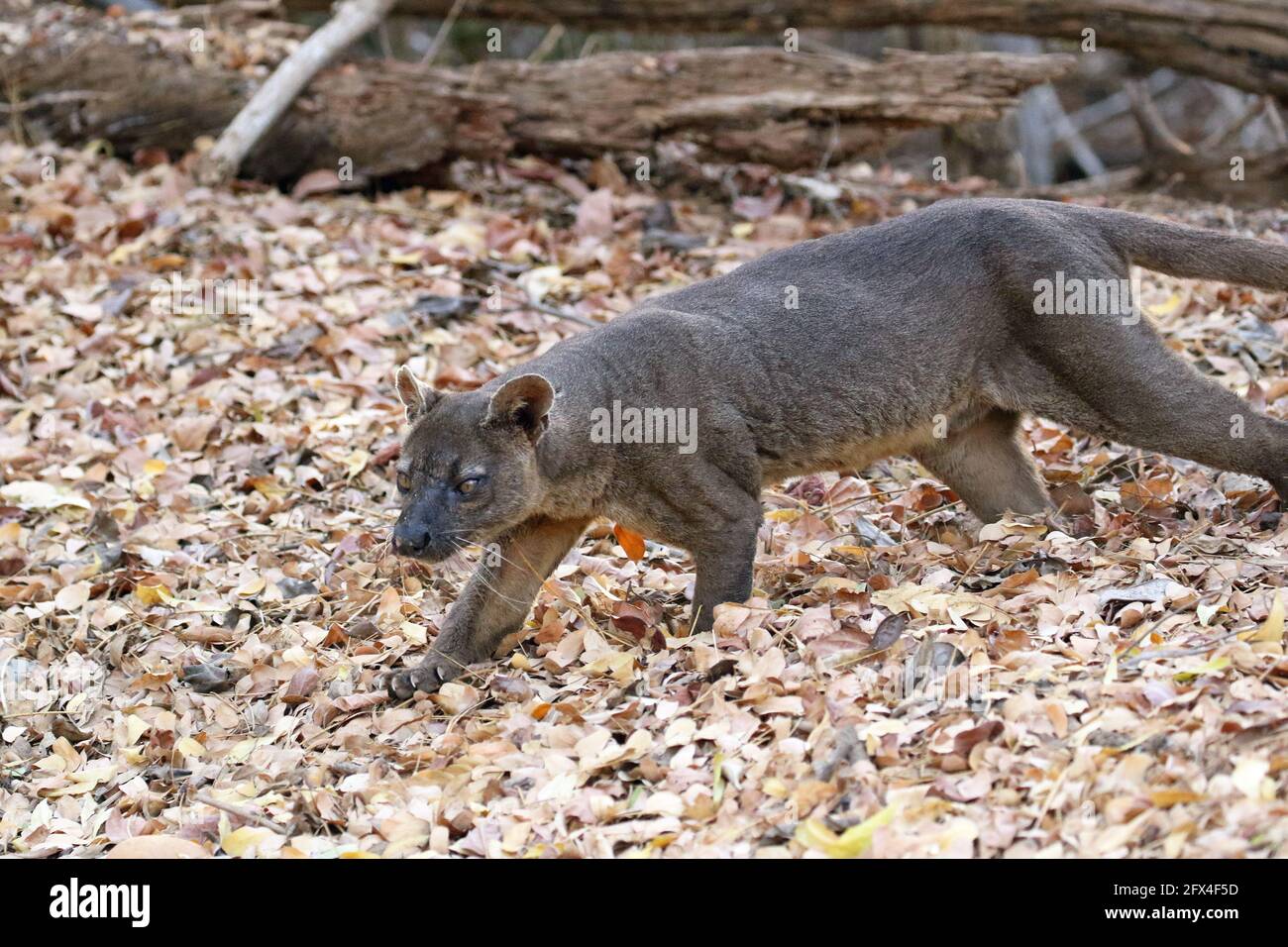 Wild fossa in Kirindy Forest, western Madagascar - full body view Stock ...