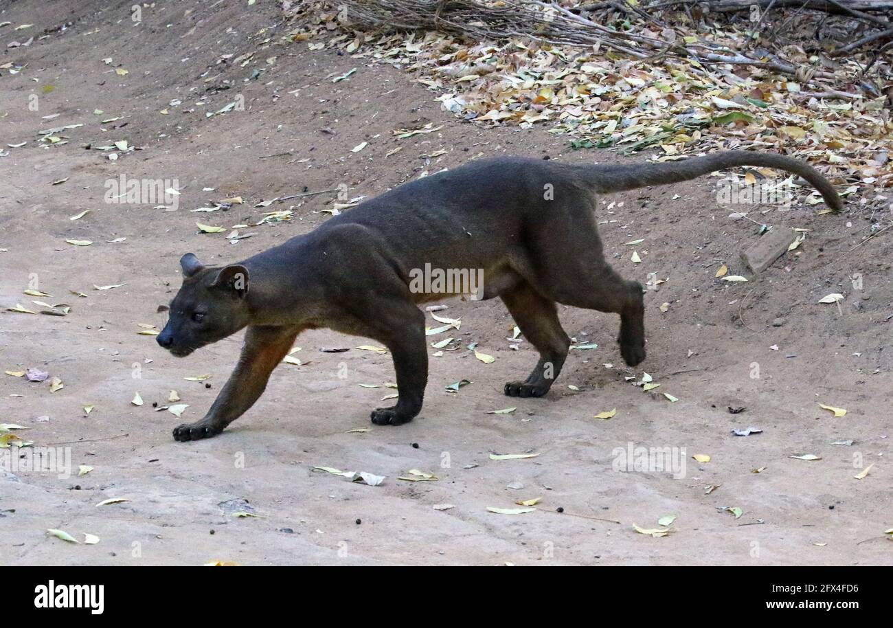 Fossa claws hi-res stock photography and images - Alamy