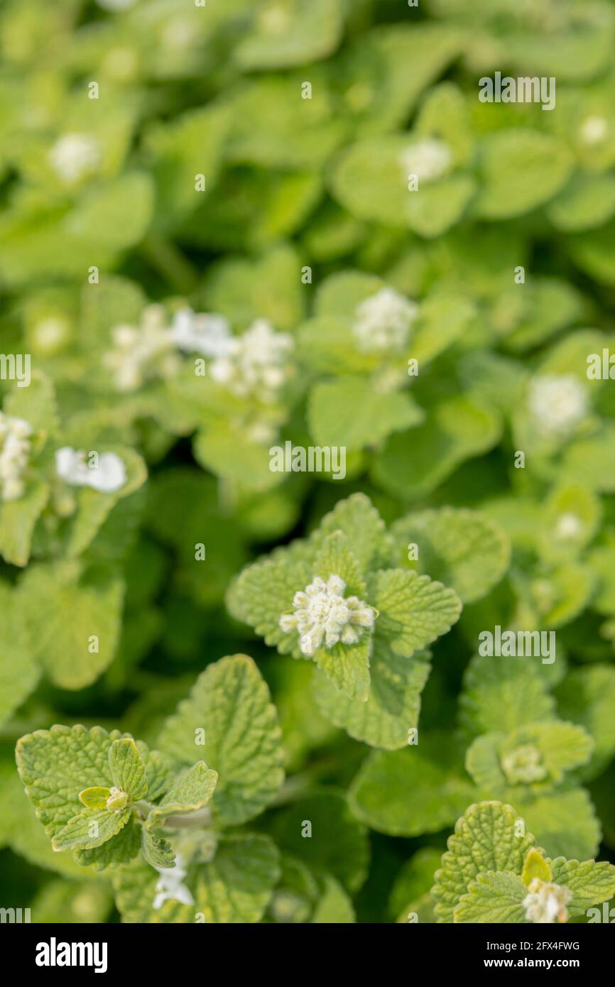 Nepeta x faassenii 'Alba', Garden catmint 'Alba' , White garden catmint ...