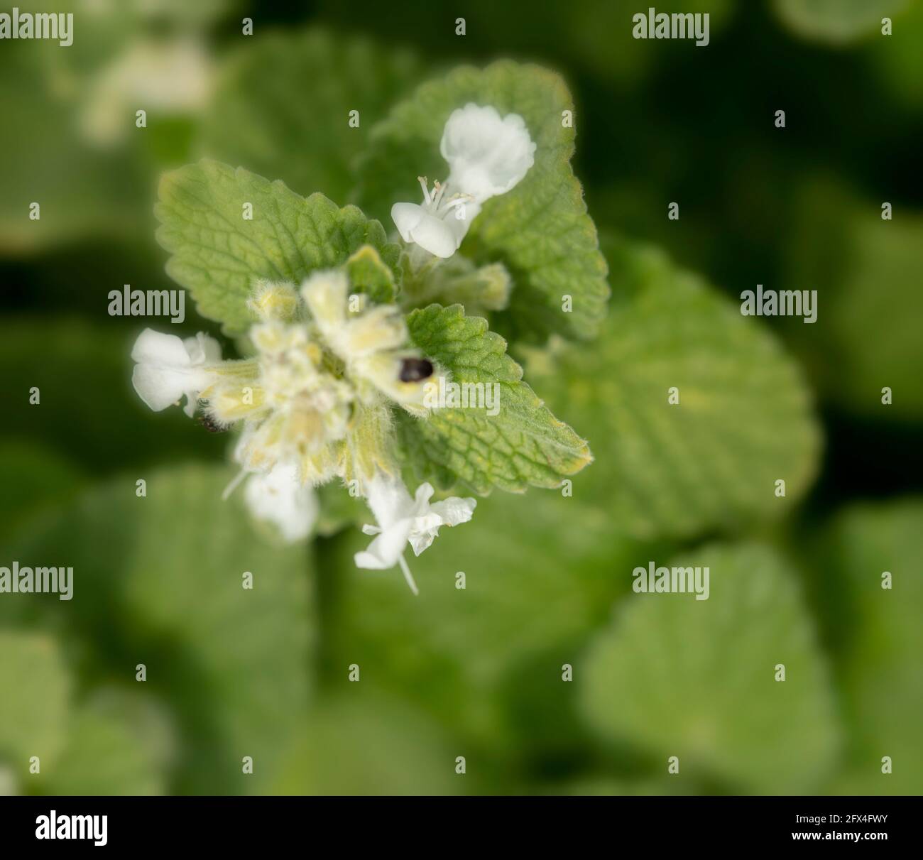 Nepeta x faassenii 'Alba', Garden catmint 'Alba' , White garden catmint ...