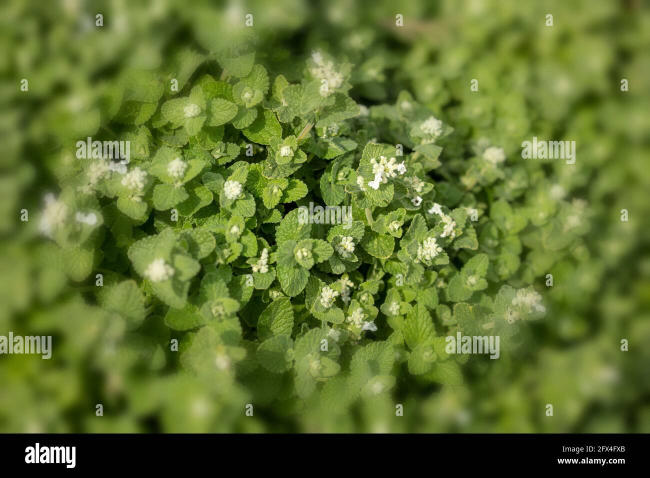 Nepeta x faassenii 'Alba', Garden catmint 'Alba' , White garden catmint ...