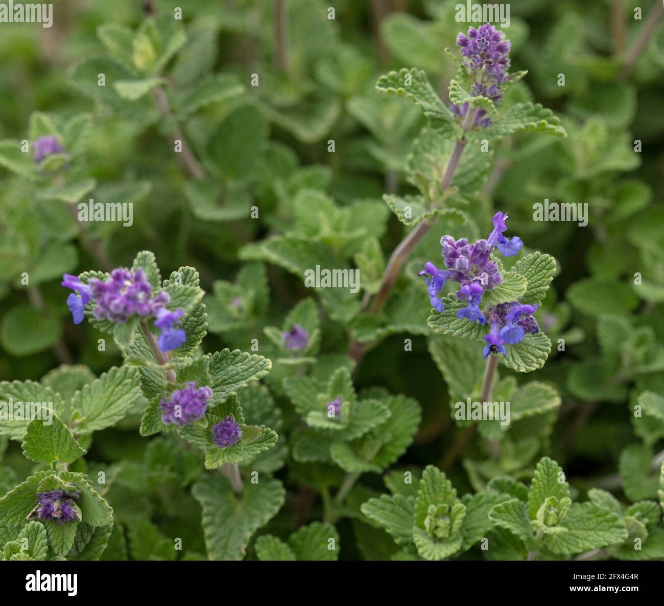 Nepeta Racemosa - Toria, flower and foliage, natural plant portrait ...