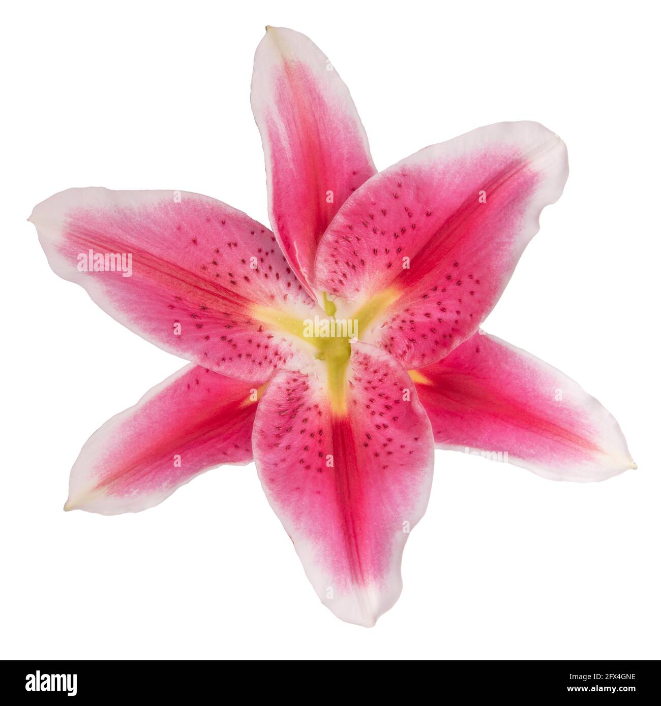 Close up plants growing Cut Out Stock Images & Pictures - Alamy