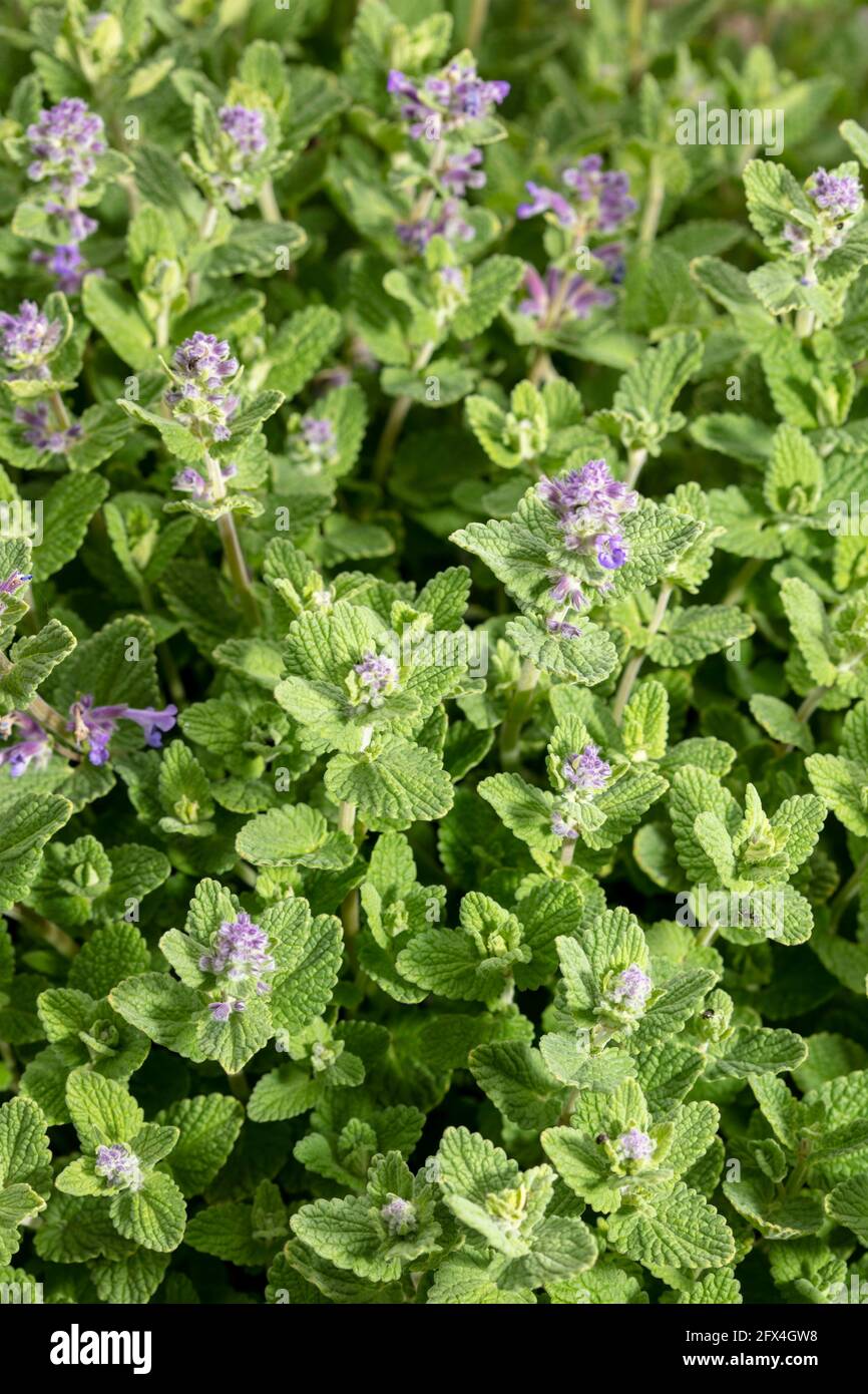 Nepeta racemosa 'Little Titch', catmint 'Little Titch', Dwarf catmint ...