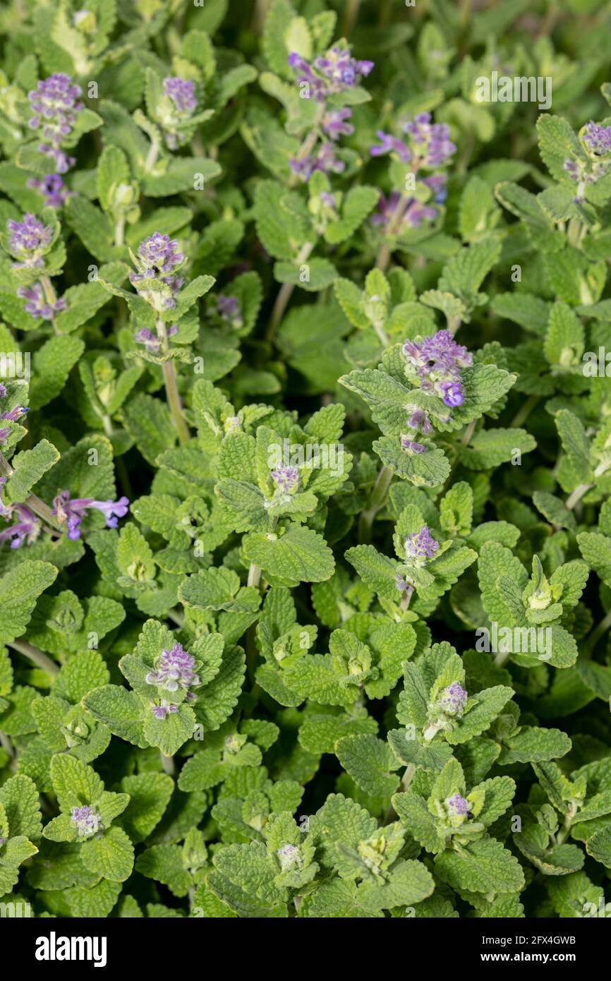 Nepeta racemosa 'Little Titch', catmint 'Little Titch', Dwarf catmint ...