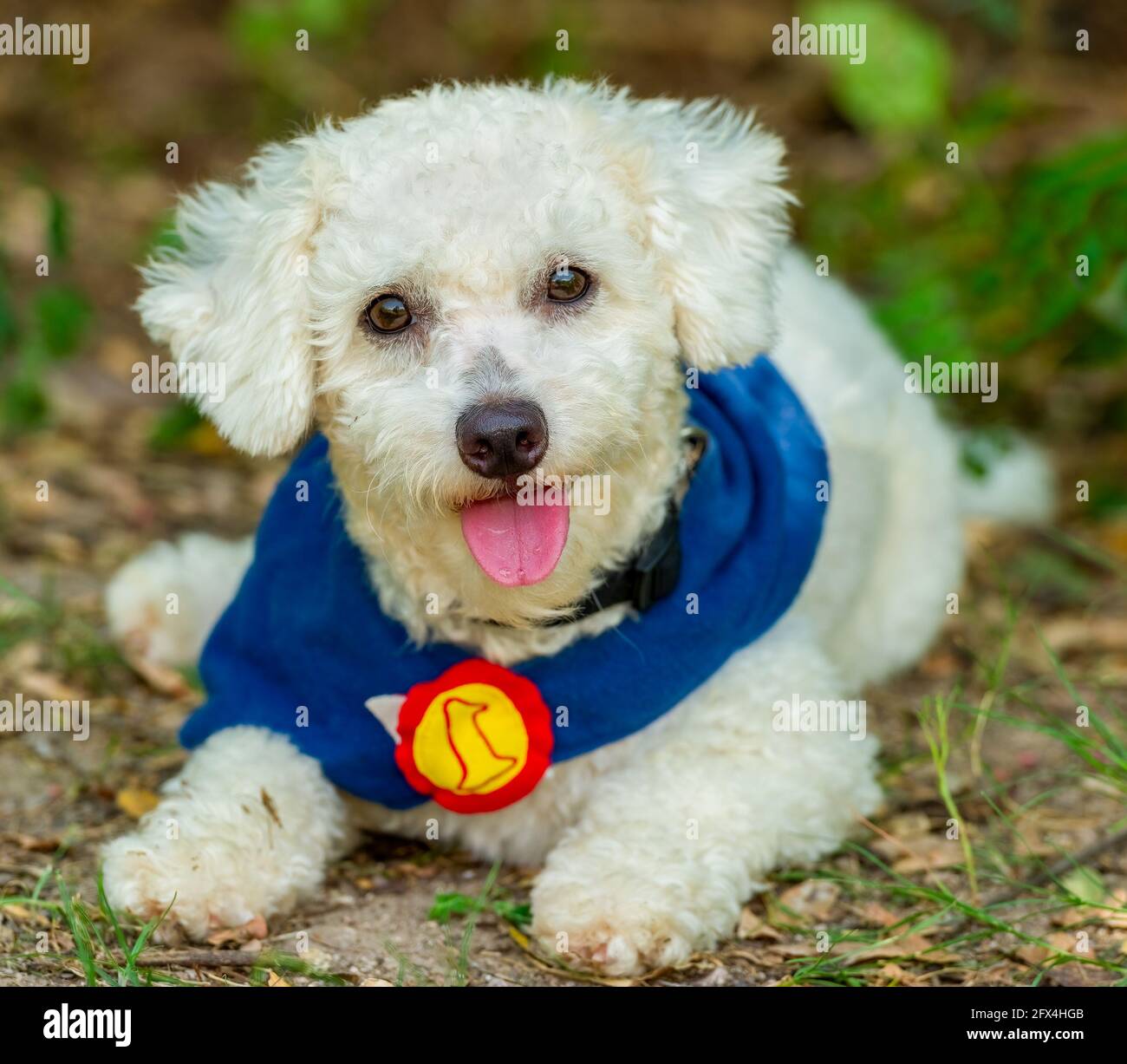 A Cute White Fluffy Dog Is Outdoors Wearing His Number One Champion ...