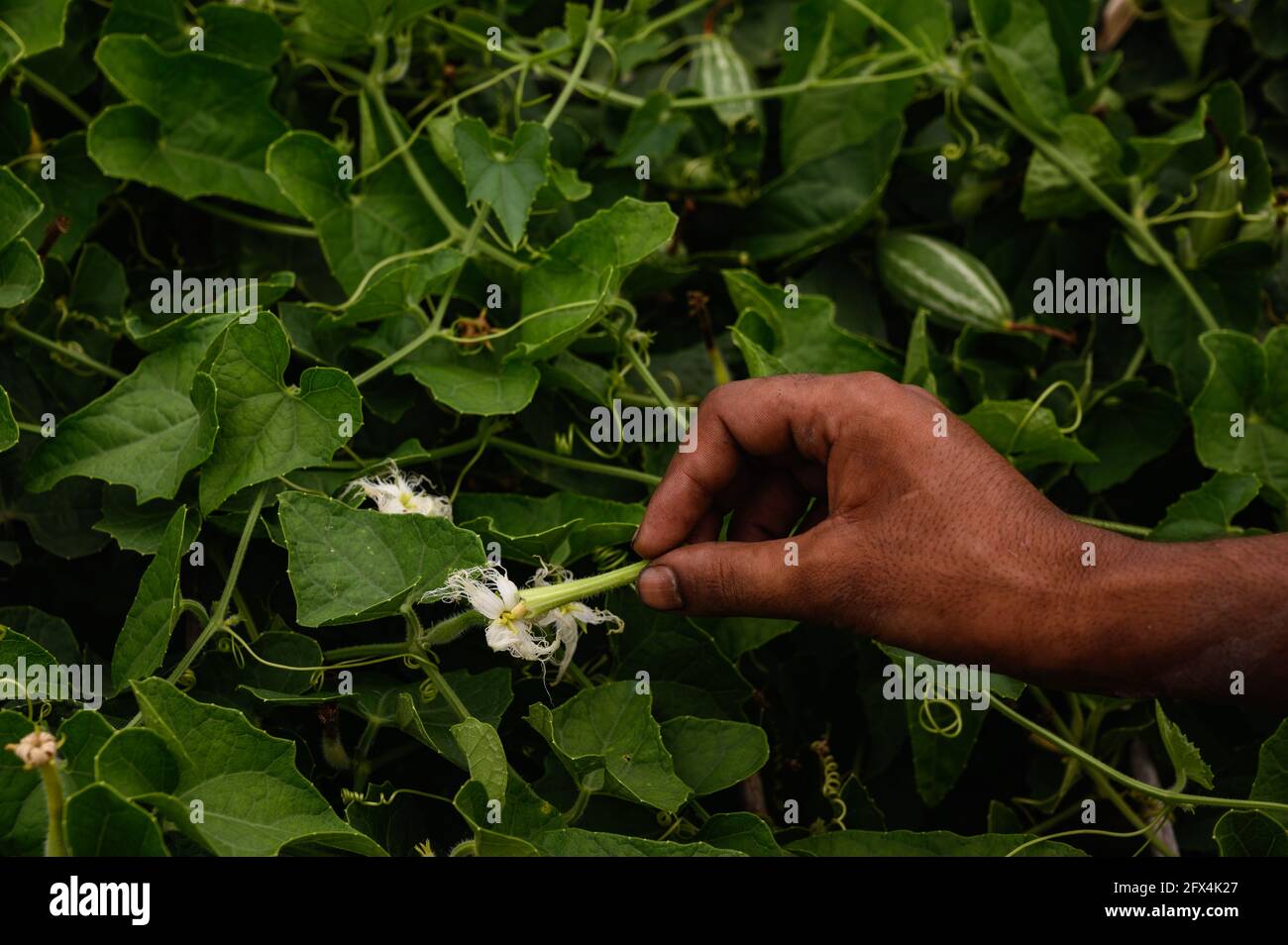 Tropical cyclone yaas hi-res stock photography and images - Alamy