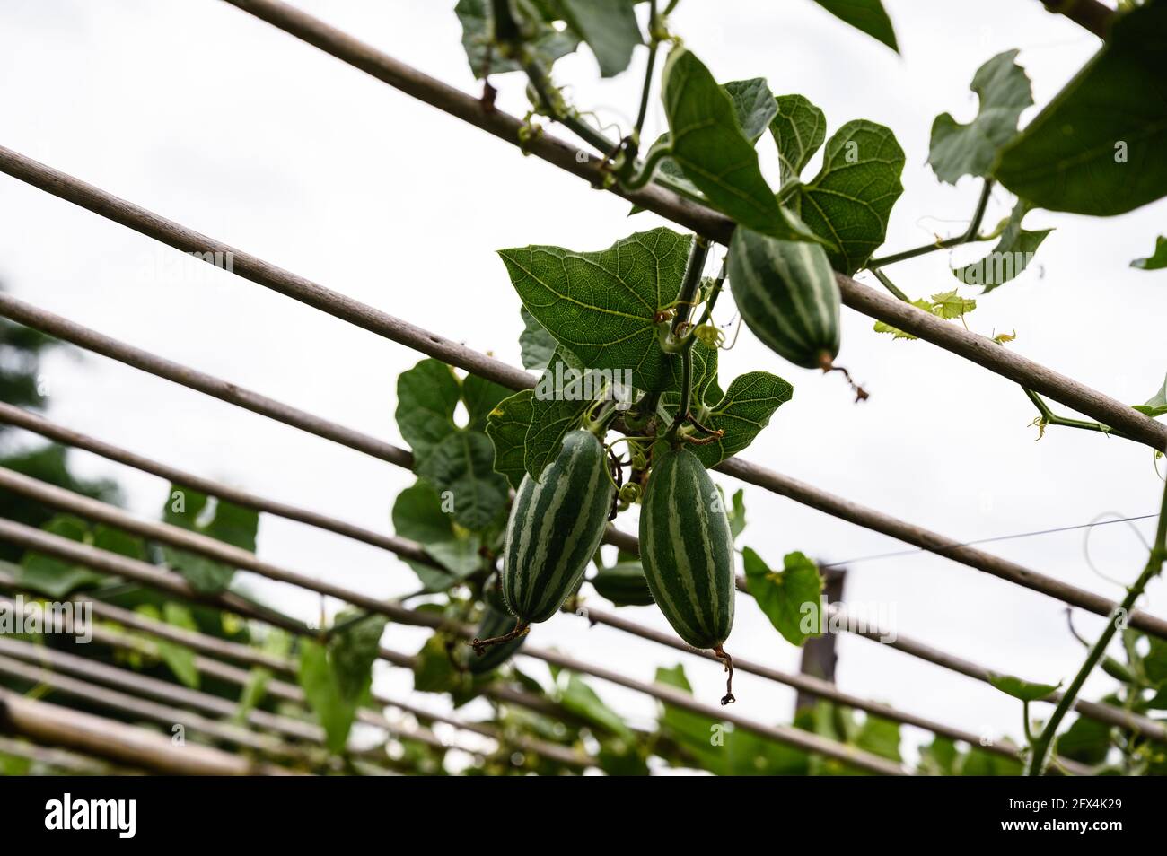 Tropical Cyclone 'Yaas' is about to hit with heavy rains. The ...