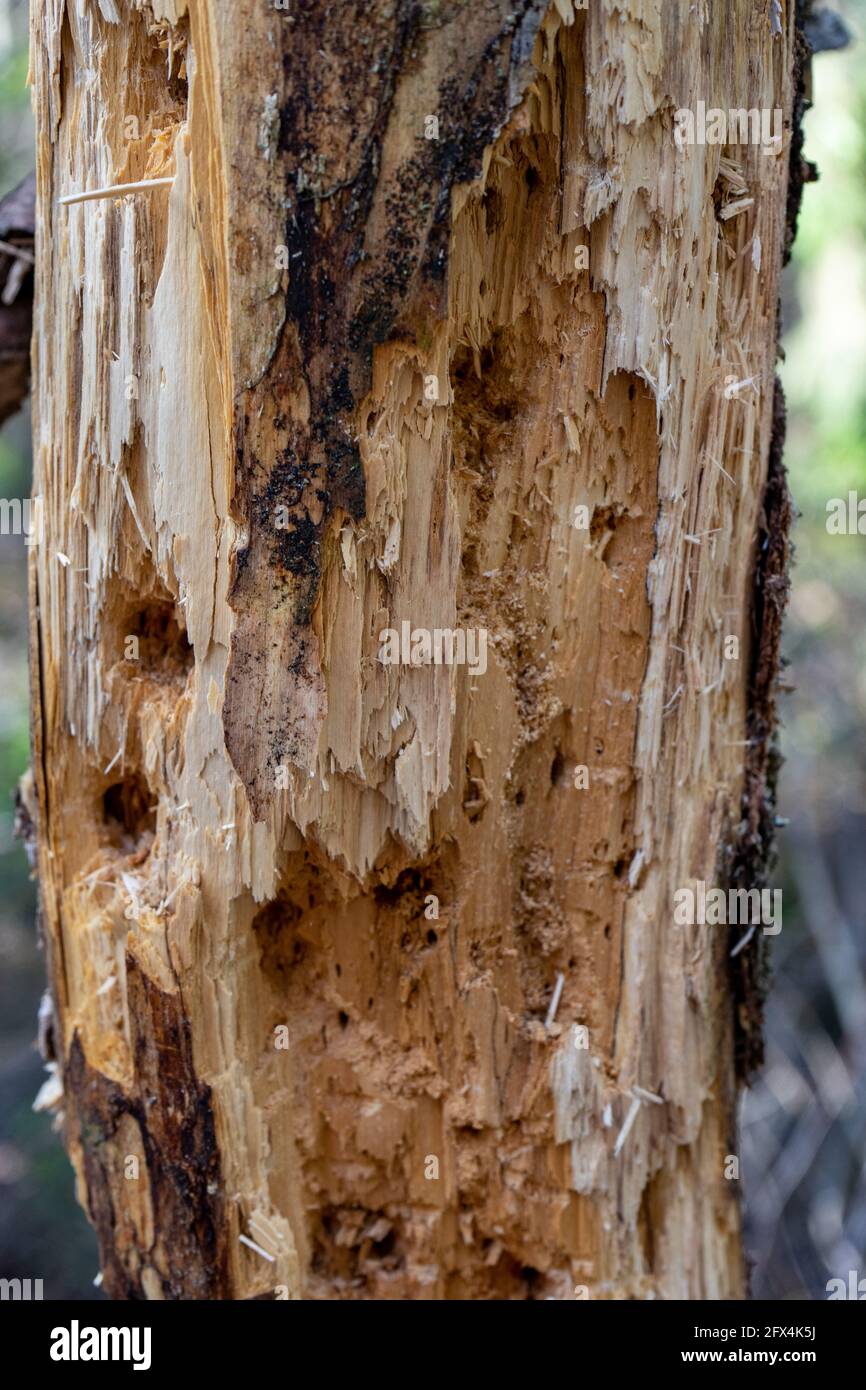 the trunk of an old rotten tree with many holes made by a woodpecker ...