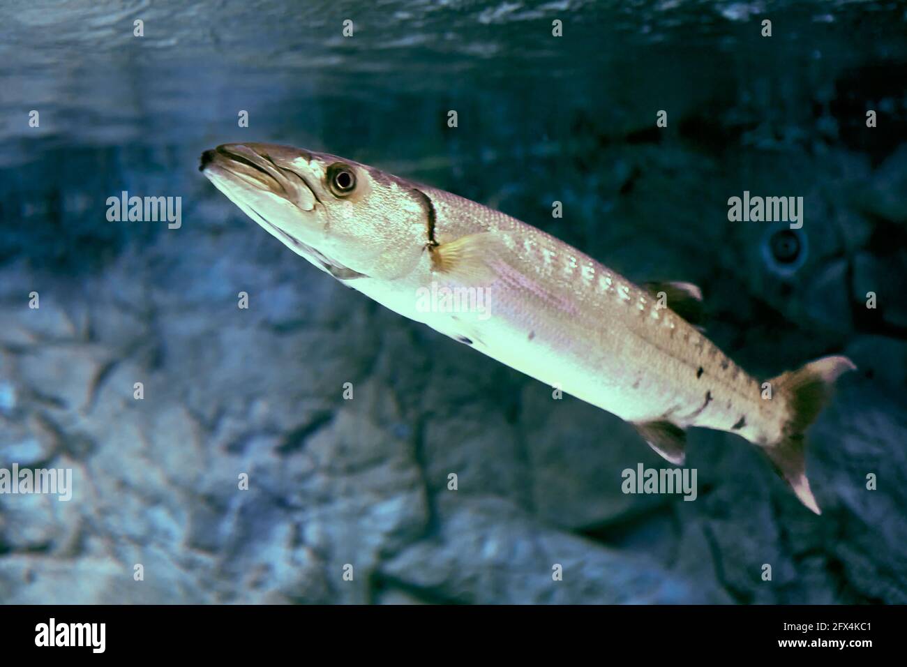 Deep sea ray finned fish hi-res stock photography and images - Alamy