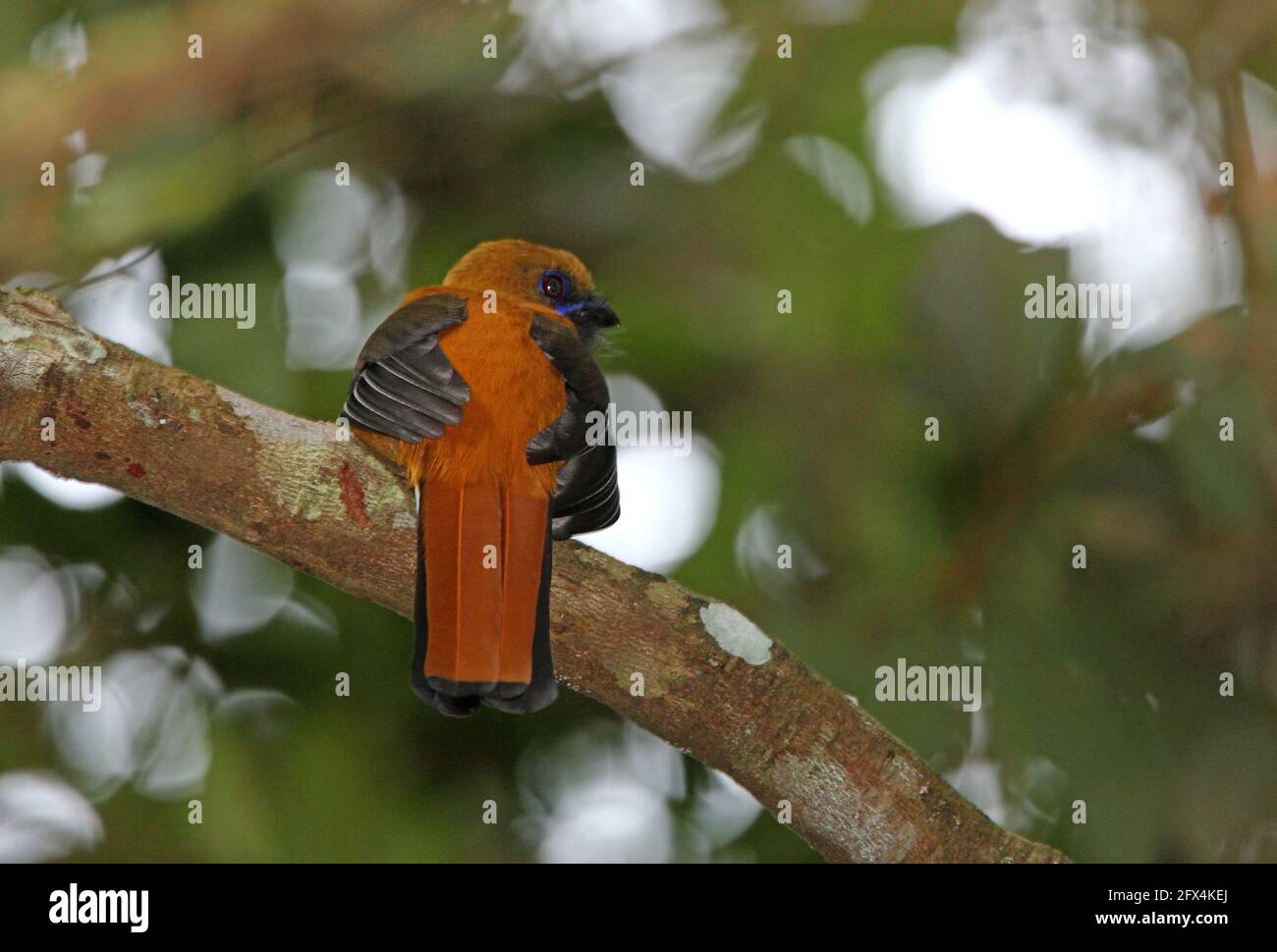 Whitehead's trogon hi-res stock photography and images - Alamy