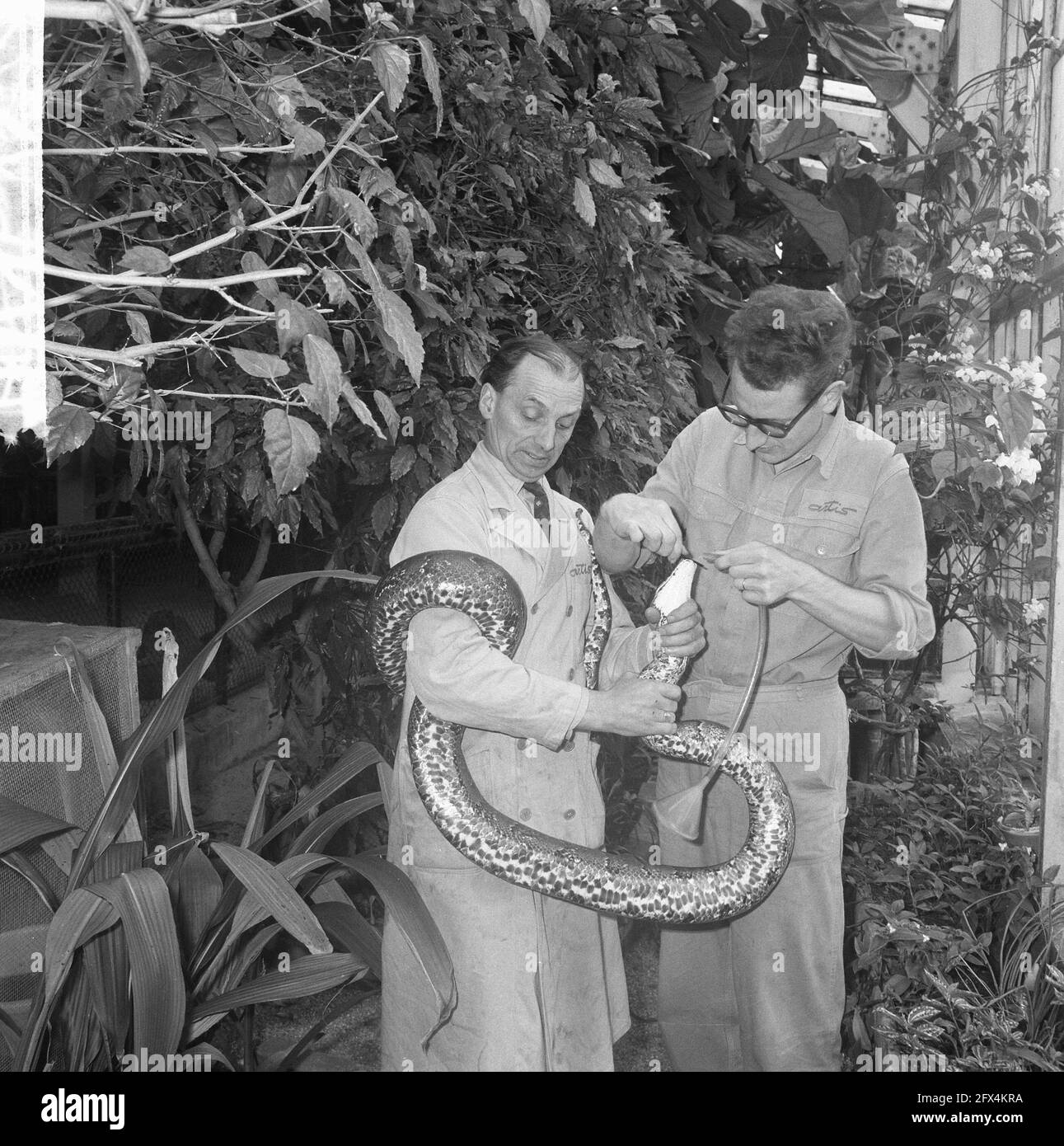 Snake fed by sitter in Artis, a 20 kg python, April 8, 1964, Snakes ...