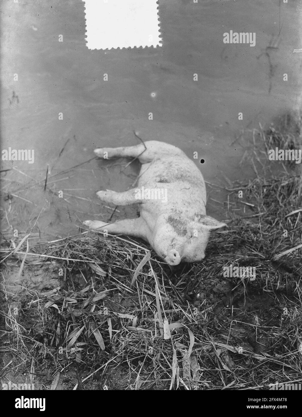 Slikkerveer flooded street dead pig Black and White Stock Photos ...