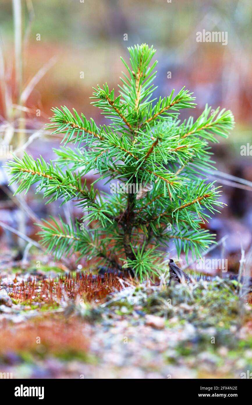 Forestry. Small trees. These pines and firs sprouted from seeds brought ...