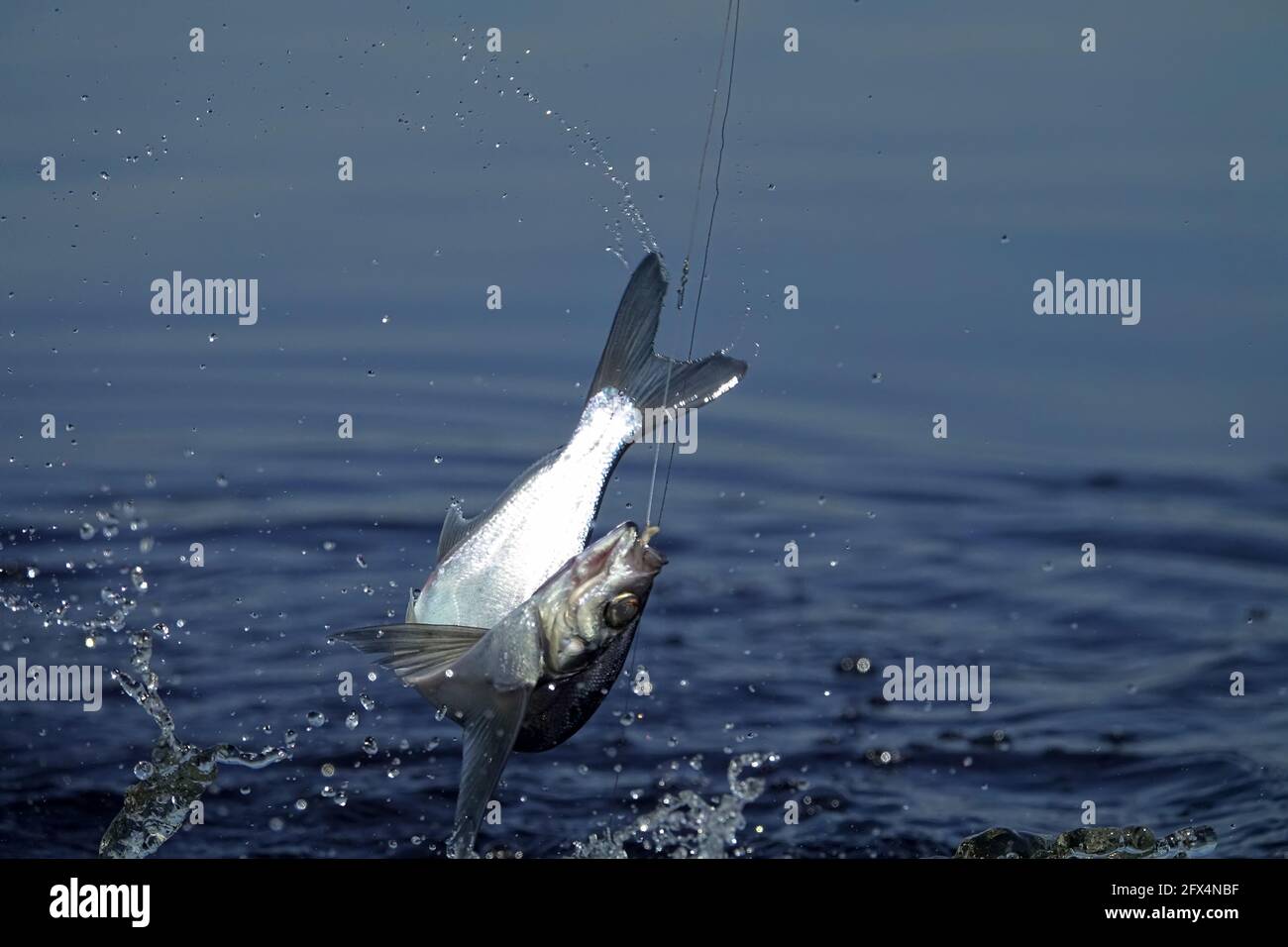 Sabrefish hi-res stock photography and images - Alamy
