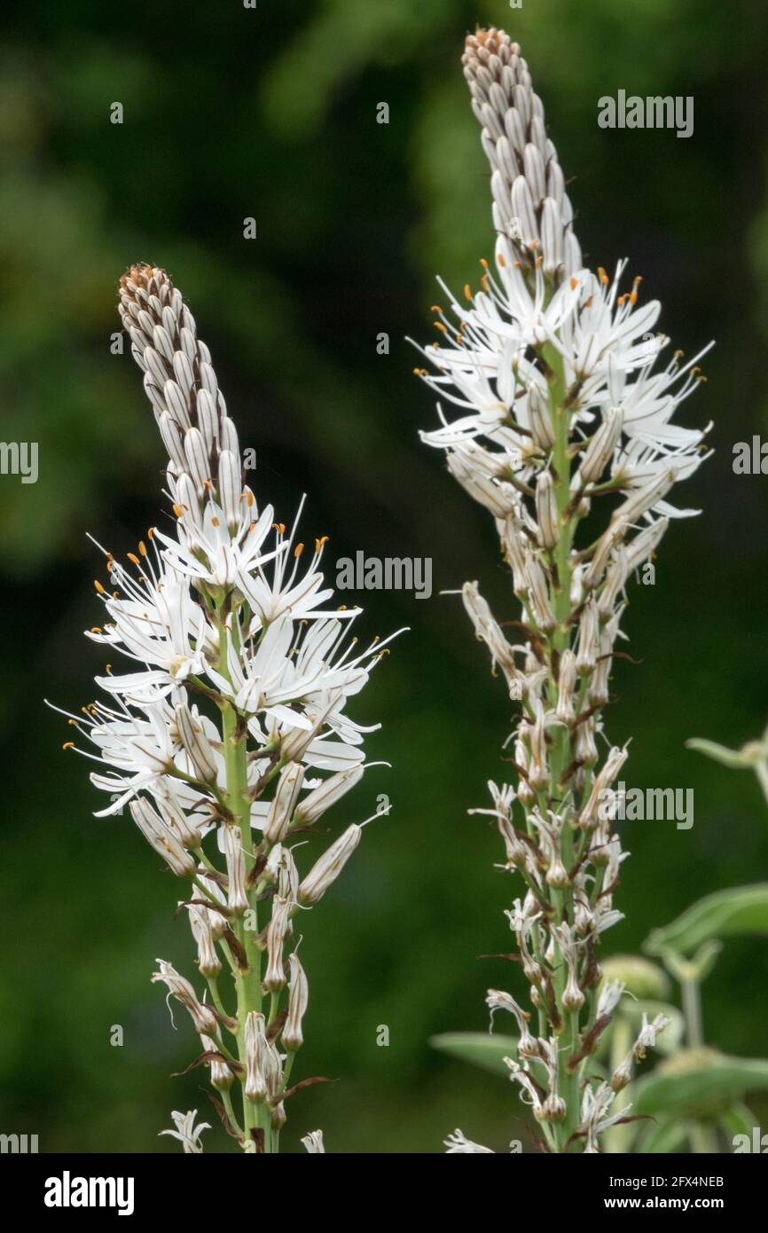 Asphodelus alba hi-res stock photography and images - Alamy