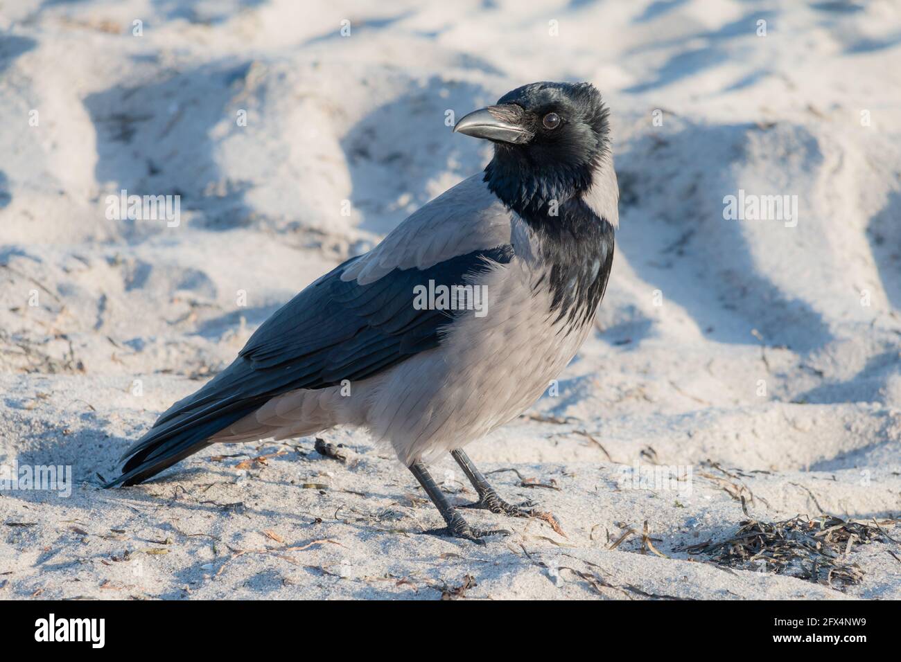 Hooded crow, Corvus cornix is a Eurasian bird species in the genus ...