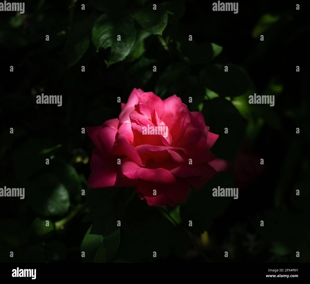 Soft red rose hi-res stock photography and images - Alamy