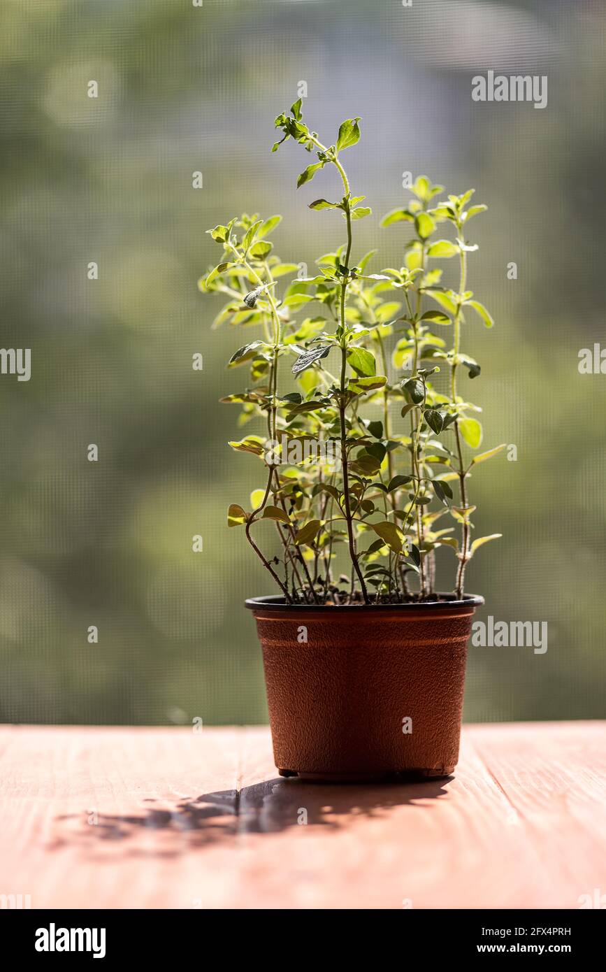 Oregano plant growing in a pot on white background isolated Stock Photo ...