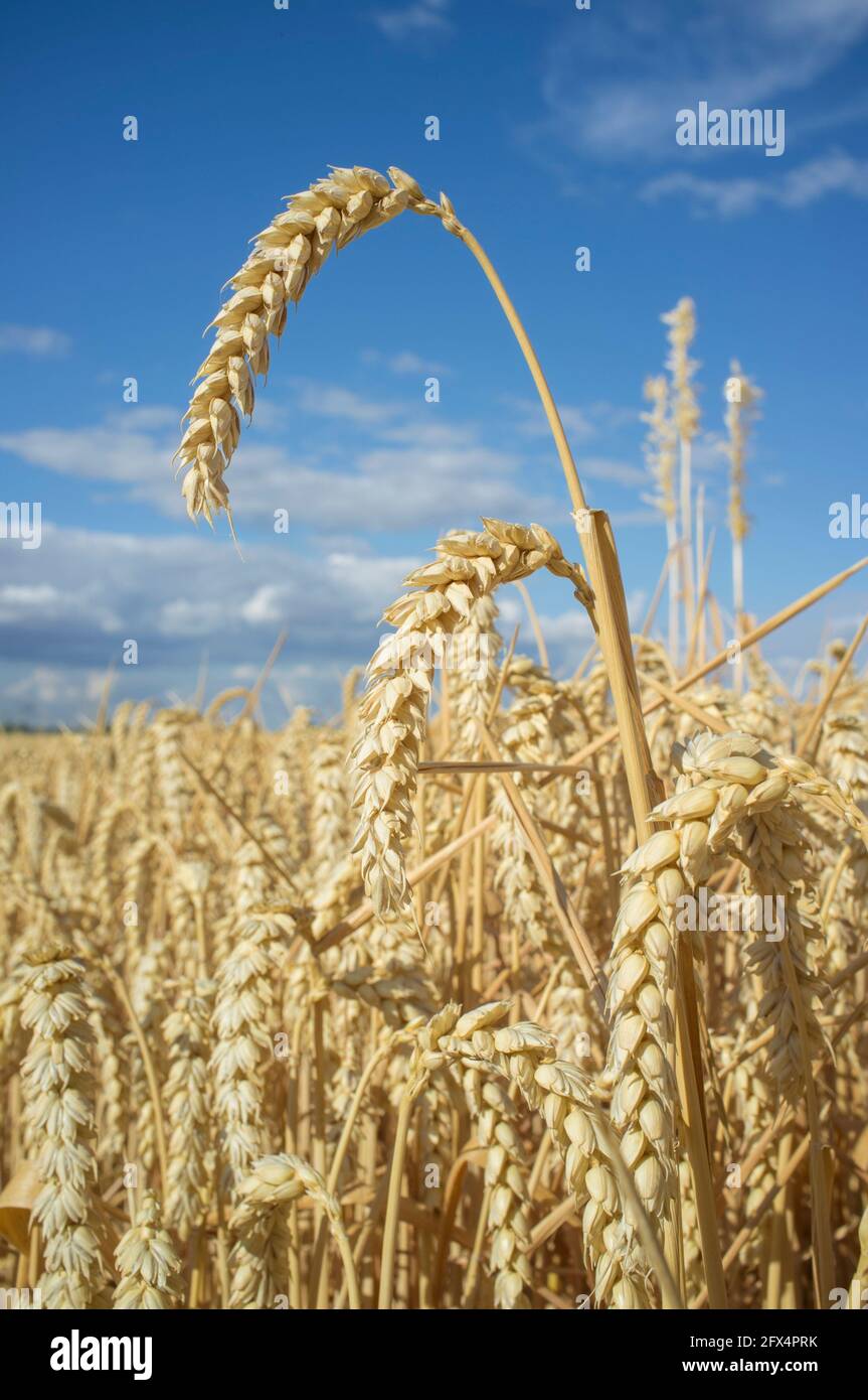 Nice wheat ears plenty of grains at cereal field over blue sky. Low ...
