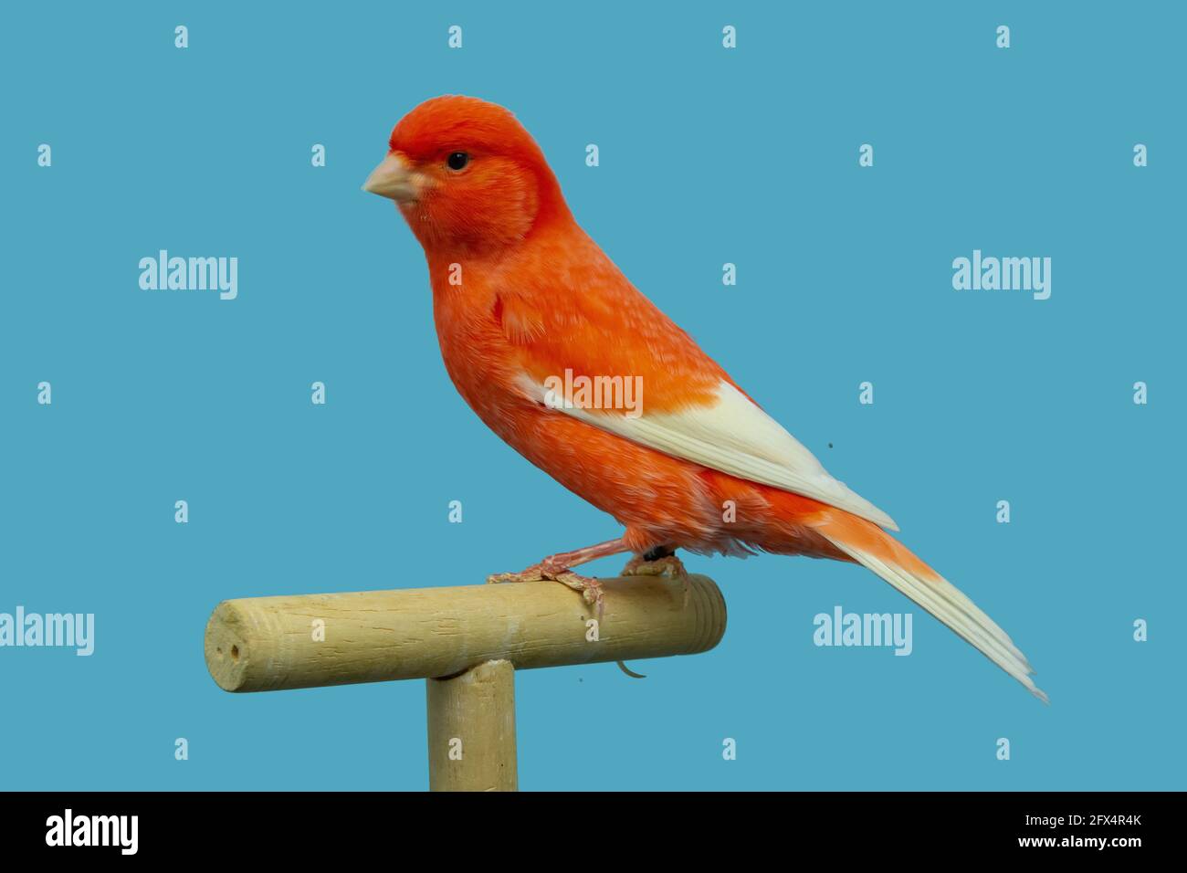 Red Canary Bird