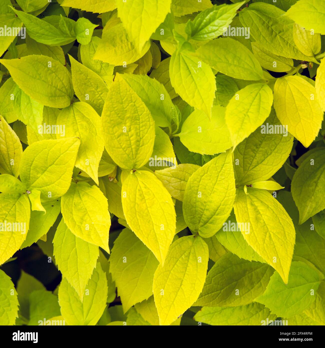 Bright yellow shrub hi-res stock photography and images - Alamy