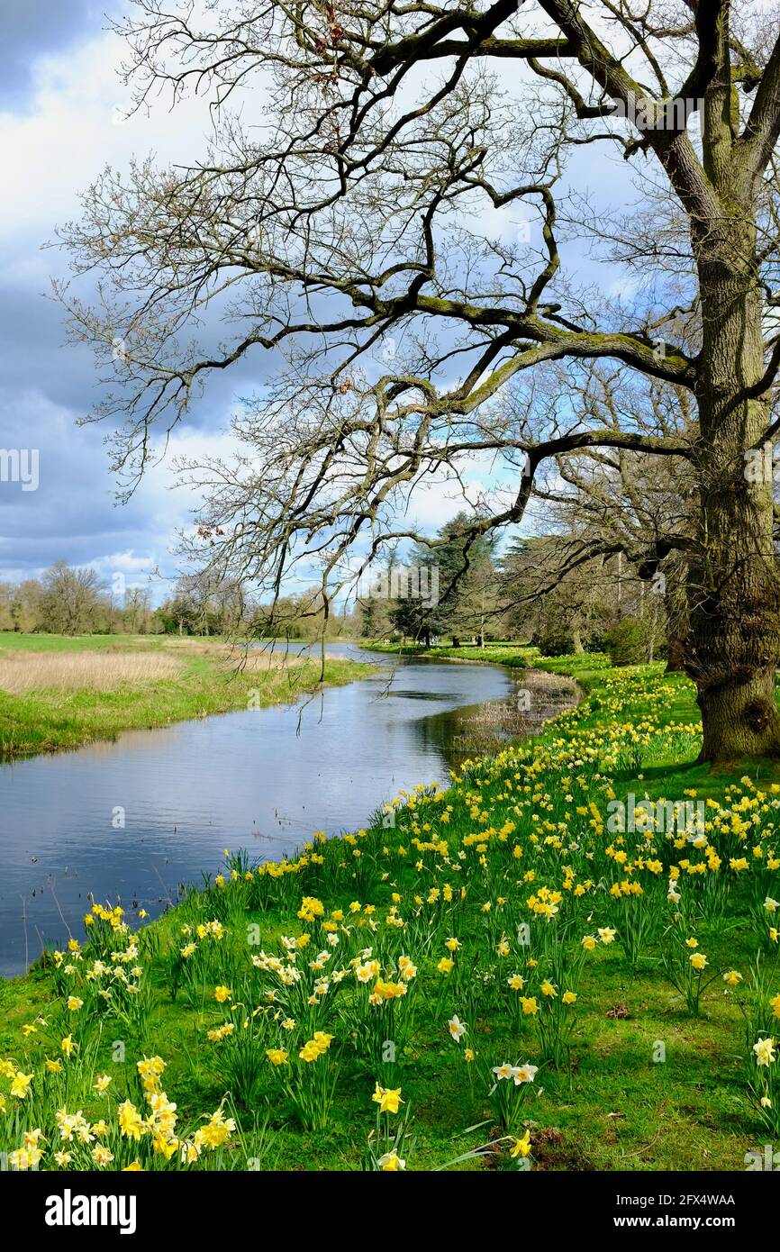 Spring Flowers on the banks of the river Sow, Shugborough Hall, Staffs ...