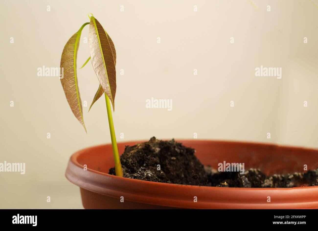 Mango farming hi-res stock photography and images - Alamy