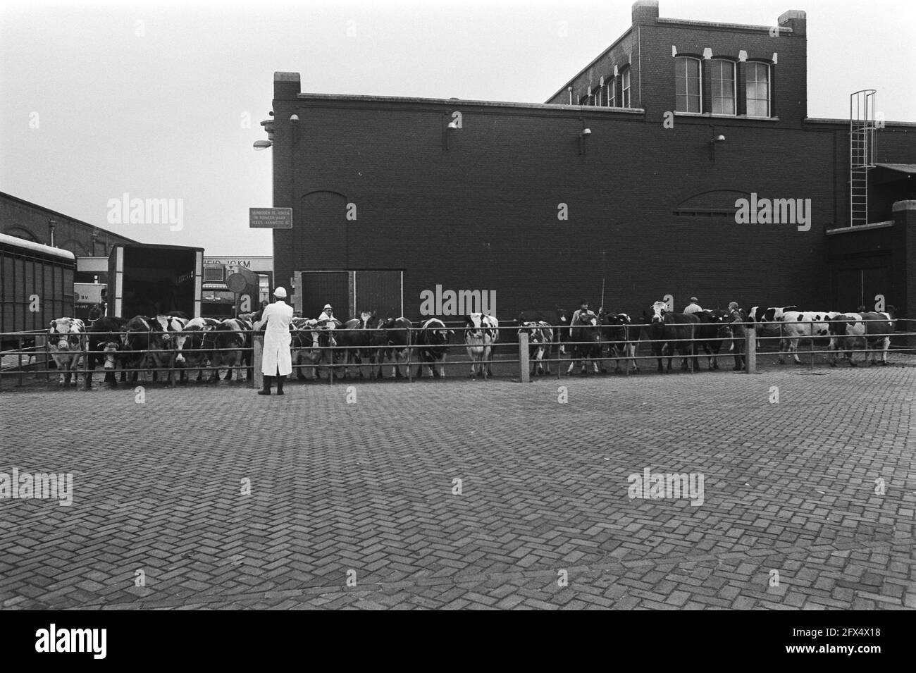 At the slaughterhouse Black and White Stock Photos & Images - Alamy