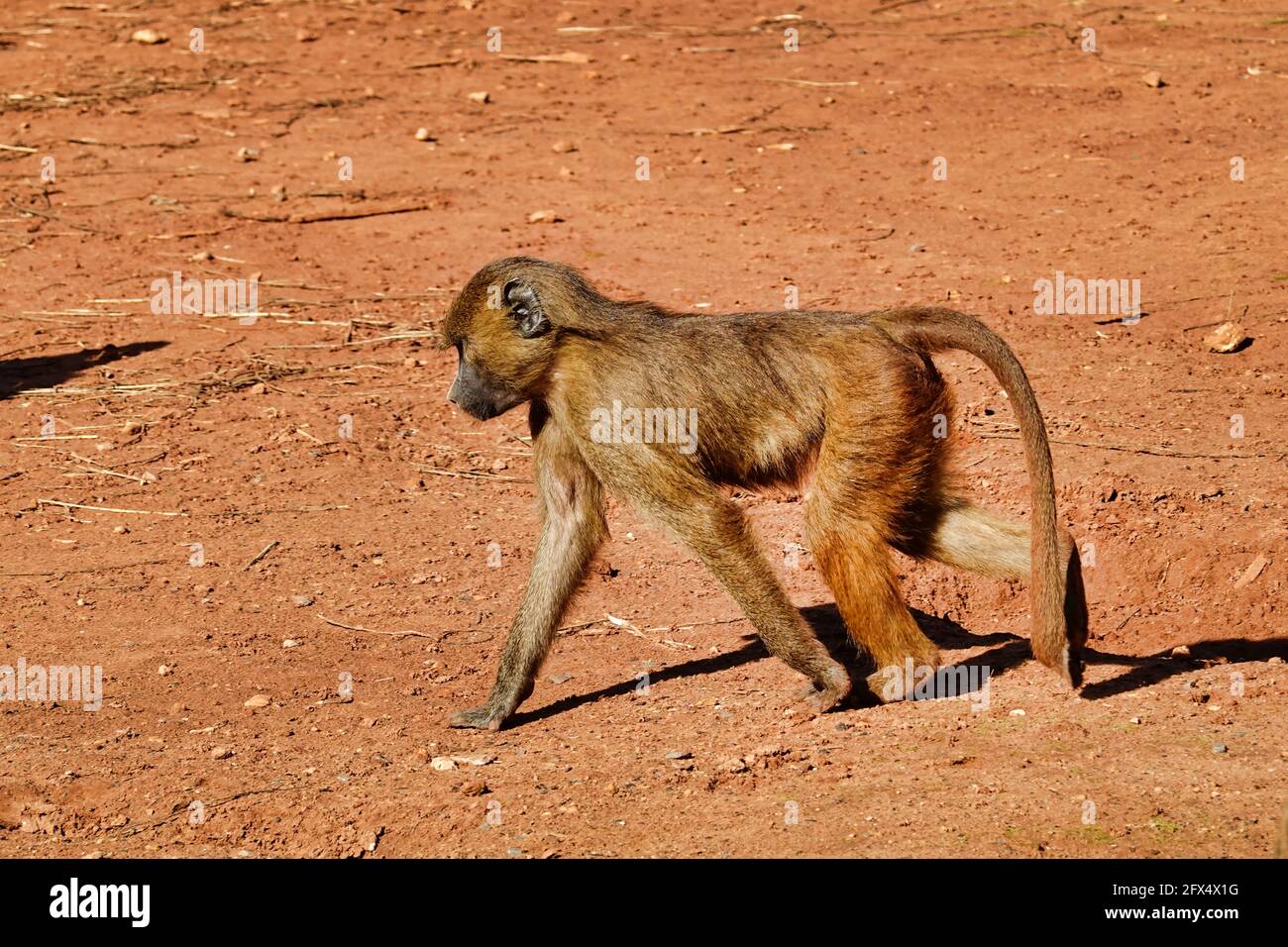Closeup shot of a Guinea baboon walking on the ground Stock Photo - Alamy