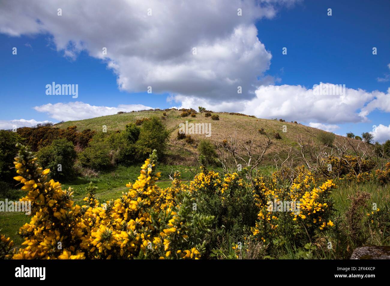 Carnmoney hill hi-res stock photography and images - Alamy