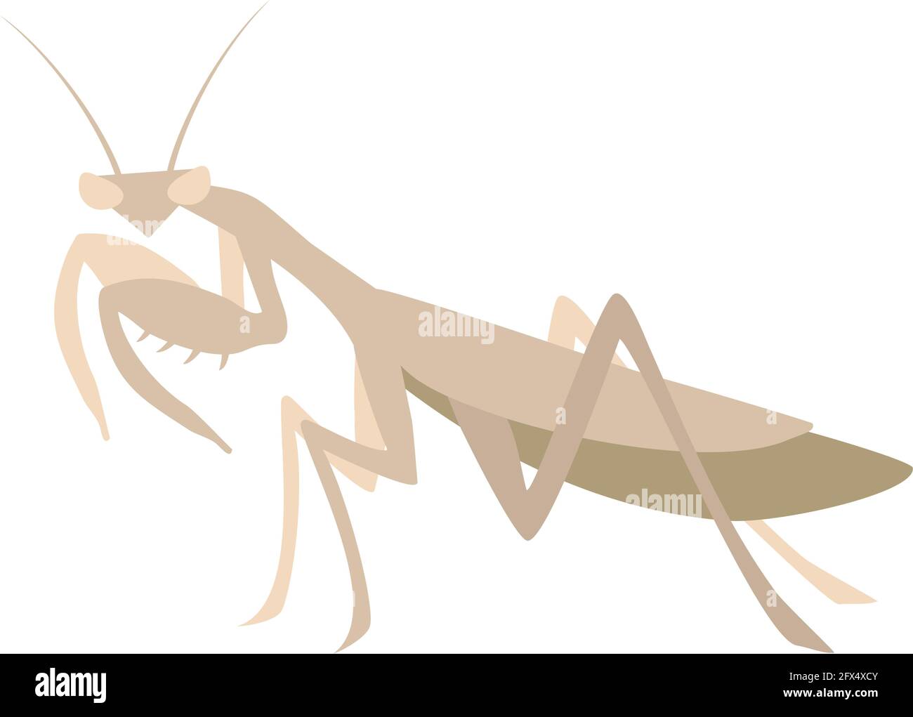 Brown mantis insect Stock Vector Image & Art - Alamy