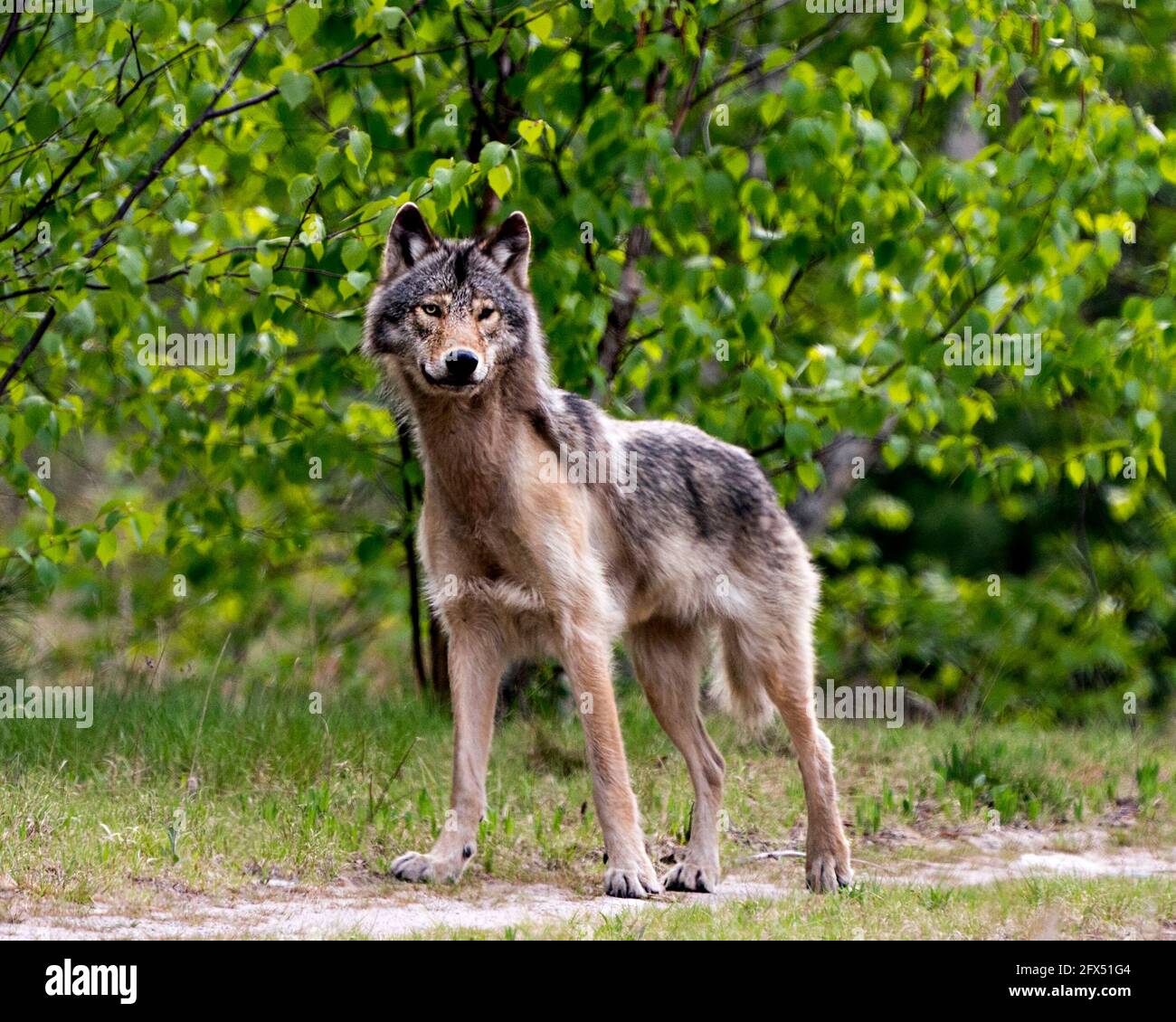 Wolf close-up profile view in the bushes in springtime in Northern ...