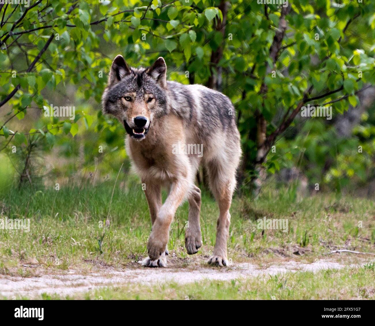 Wolf side profile hi-res stock photography and images - Alamy