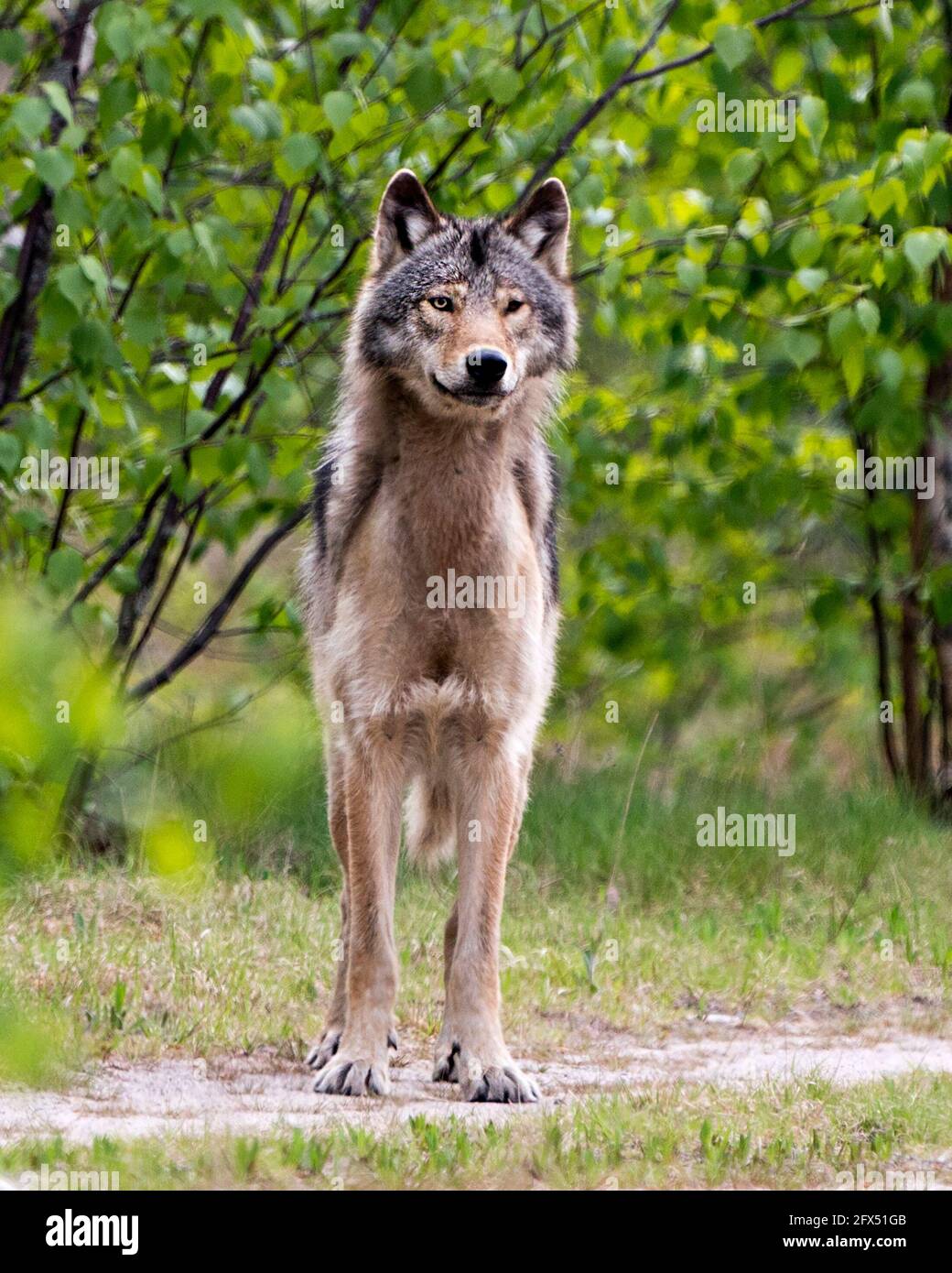 Grey wolf tail up hi-res stock photography and images - Alamy