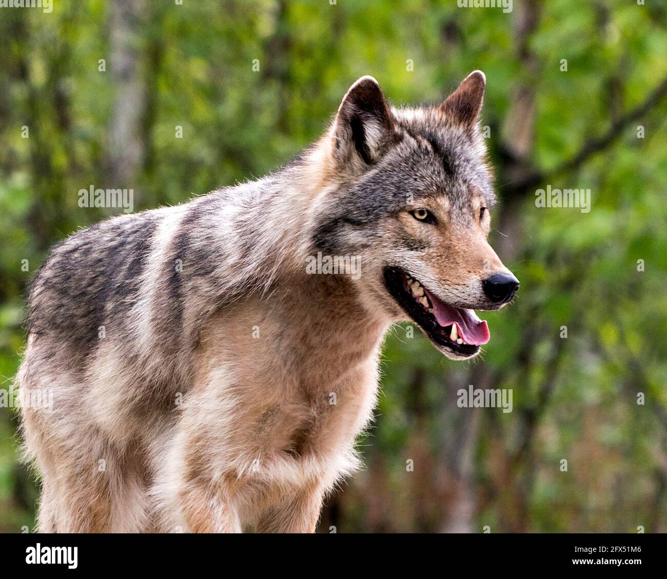 Wolf close-up profile view in the bushes in springtime in Northern ...