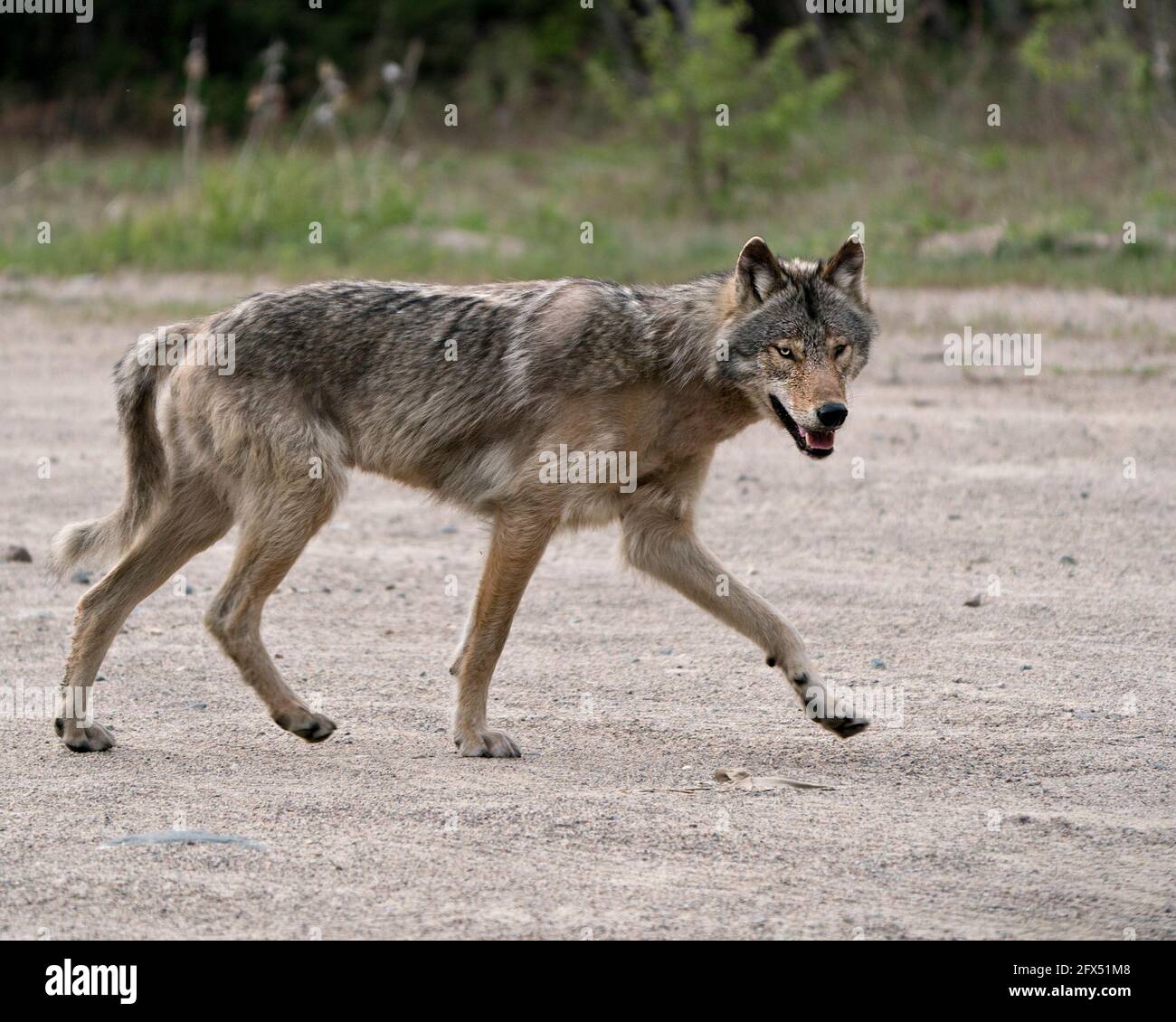 Grey wolf tail up hi-res stock photography and images - Alamy
